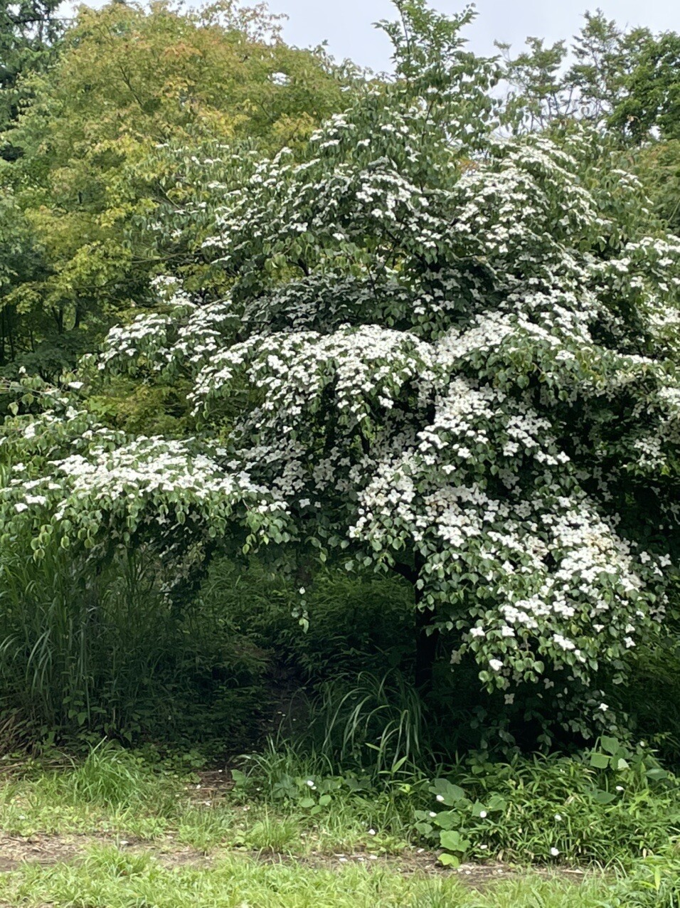 高尾山・城山(小仏城山)・景信山・ / Asamiさんの高尾山・陣馬山・景信山の活動データ | YAMAP / ヤマップ