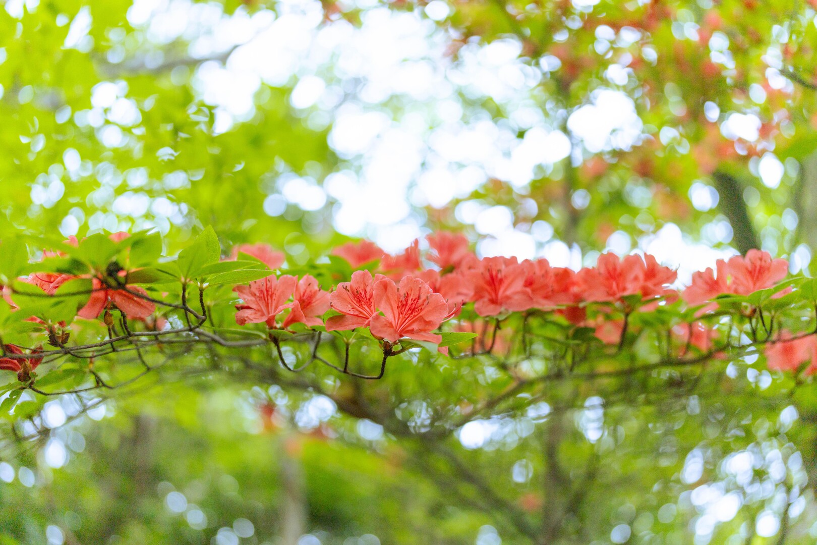 八方ヶ岳 / kinjunさんの八方ヶ岳の活動データ | YAMAP / ヤマップ