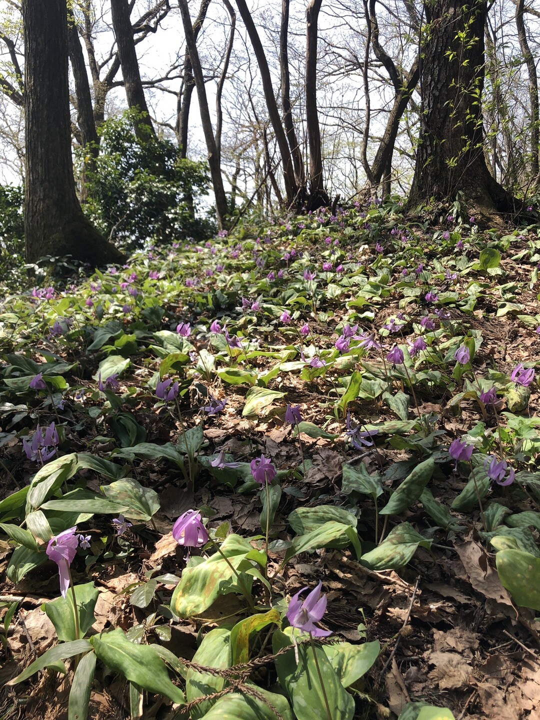 文殊山 / ma_han_mさんの文殊山の活動データ | YAMAP / ヤマップ