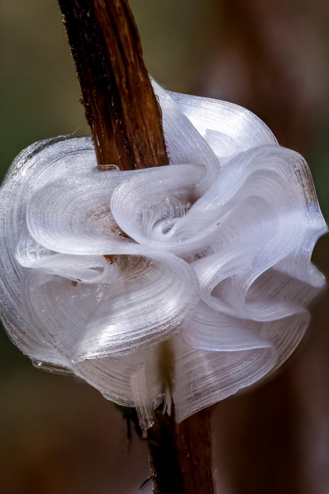 金剛山717・㊗氷華 ️祭り🏮 / GoGoJackさんの金剛山・二上山・大和葛城山の活動データ | YAMAP / ヤマップ