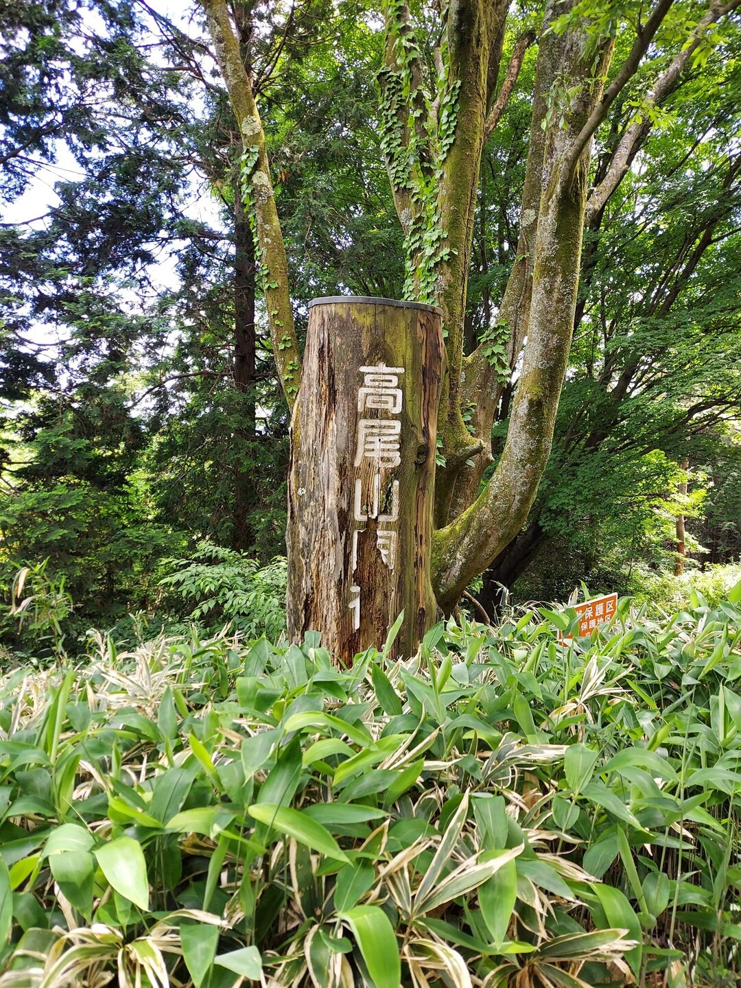 高尾山・城山（小仏城山）・神変山 / sumiさんの高尾山・陣馬山・景信山の活動データ | YAMAP / ヤマップ