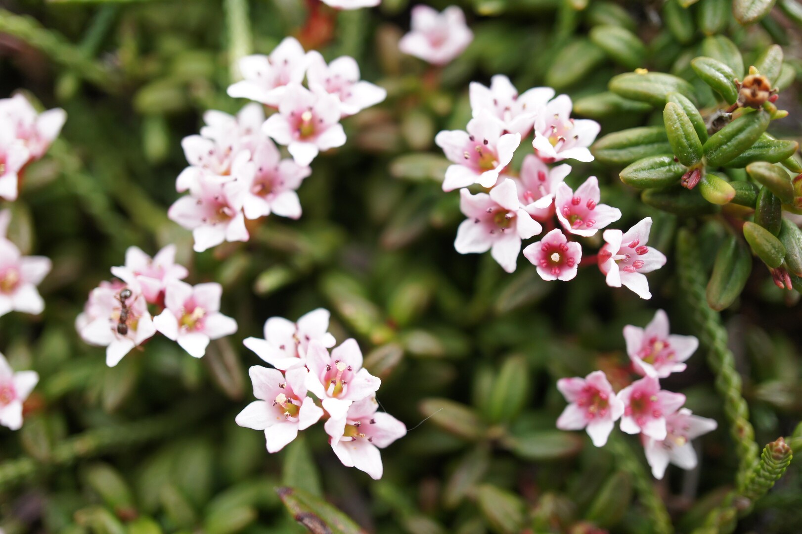 三段山 / taikaと銀子さんの十勝岳・富良野岳・美瑛岳の活動日記 | YAMAP / ヤマップ