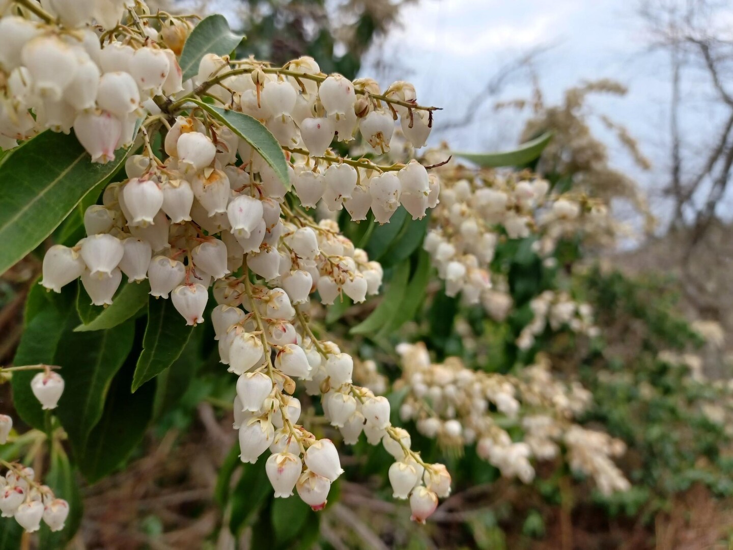 権現山・ホッケ山(23/04/08) / キムヒデさんの比良山地・武奈ヶ岳・釈迦岳の活動データ | YAMAP / ヤマップ