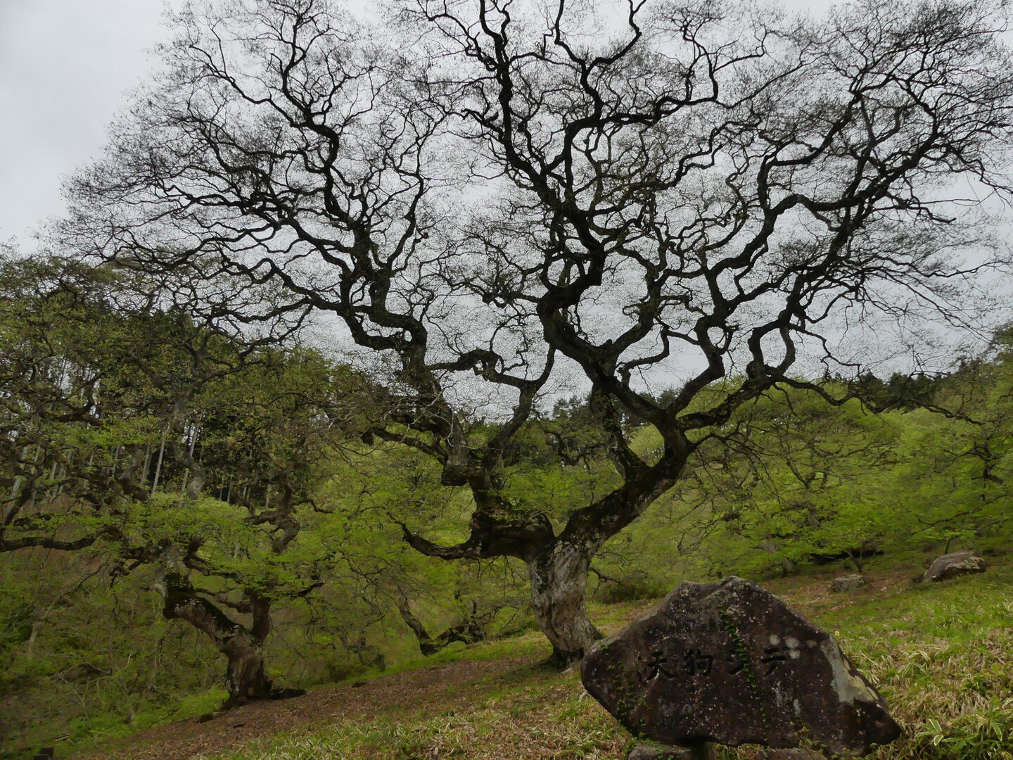 熊城山（ひろしま北里山キングパート3） / KAZU3さんの熊城山・丸掛山の活動データ | YAMAP / ヤマップ