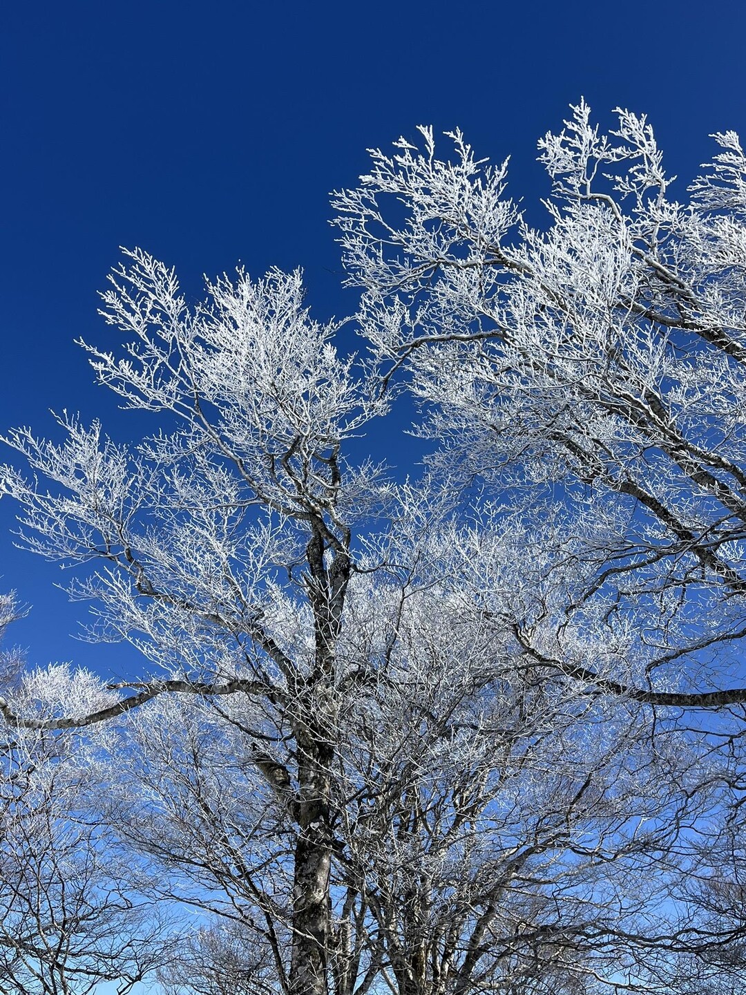 二岐山 / aji_sanさんの二岐山・大白森山・小白森山の活動データ | YAMAP / ヤマップ