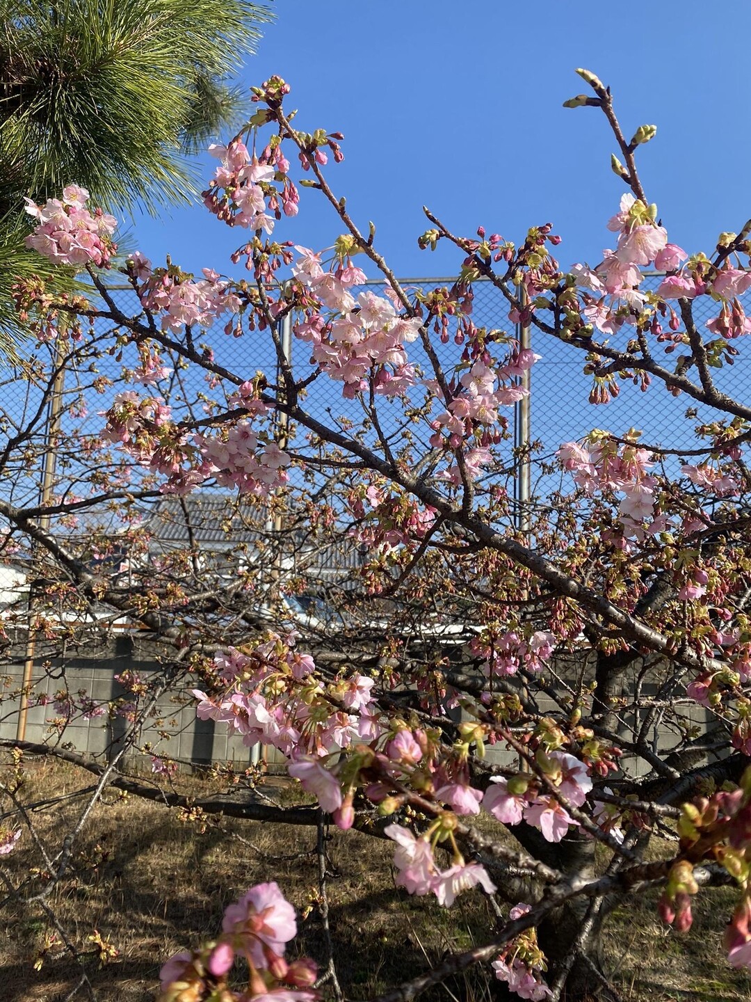 近所の 多田羅公園の河津桜(たぶん)。 ... / やまMOMOさんのモーメント | YAMAP / ヤマップ