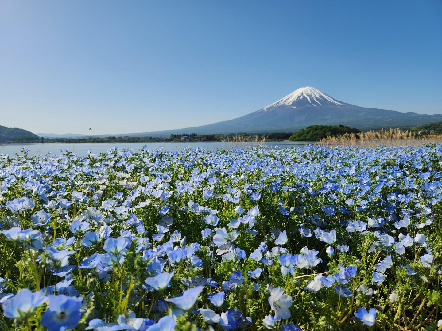 ミネ山・毛無山・十二ヶ岳 / papiさんの節刀ヶ岳・破風山・足和田山の活動データ | YAMAP / ヤマップ