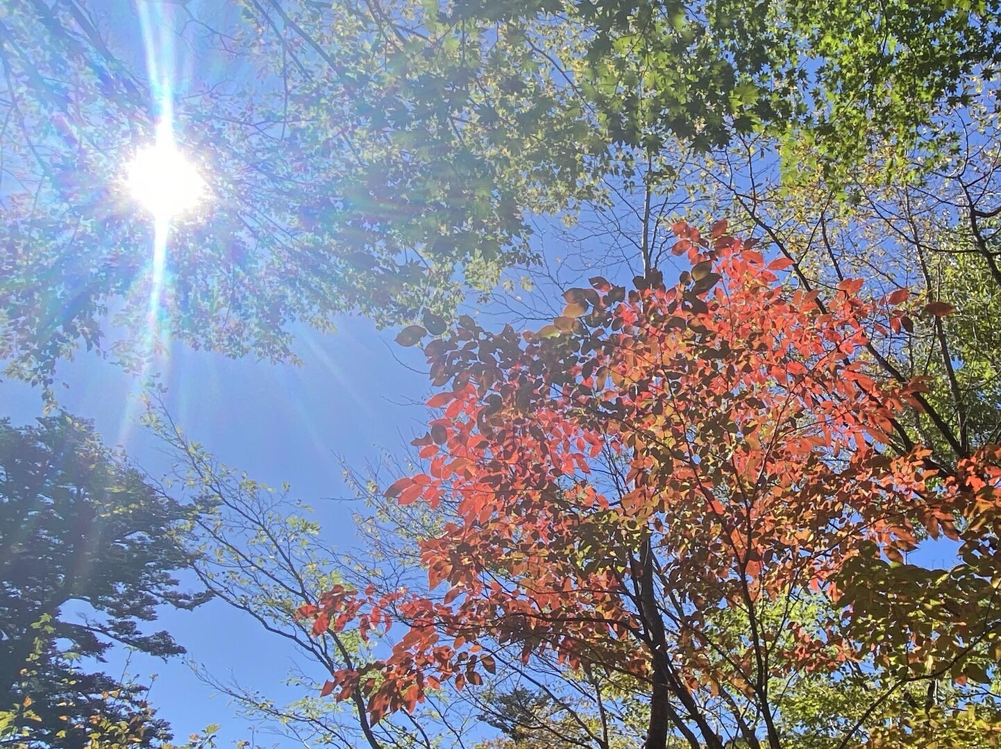 青空🩵のもと歩く幸せ🥾 / SADAさんの祖母山の活動日記 | YAMAP / ヤマップ