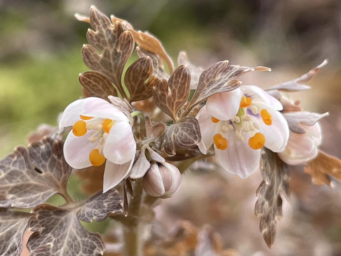 金剛山で花活＆鳥活💓 / otaksaさんの金剛山・二上山・大和葛城山の活動データ | YAMAP / ヤマップ