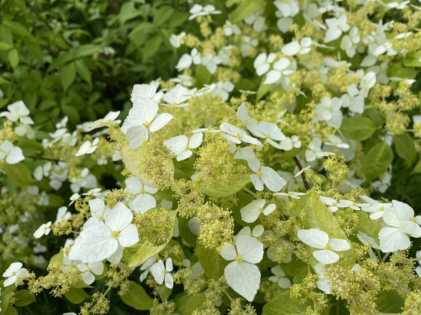 花便りR4 vol.11 お散歩コース... / kaizaさんのモーメント | YAMAP / ヤマップ