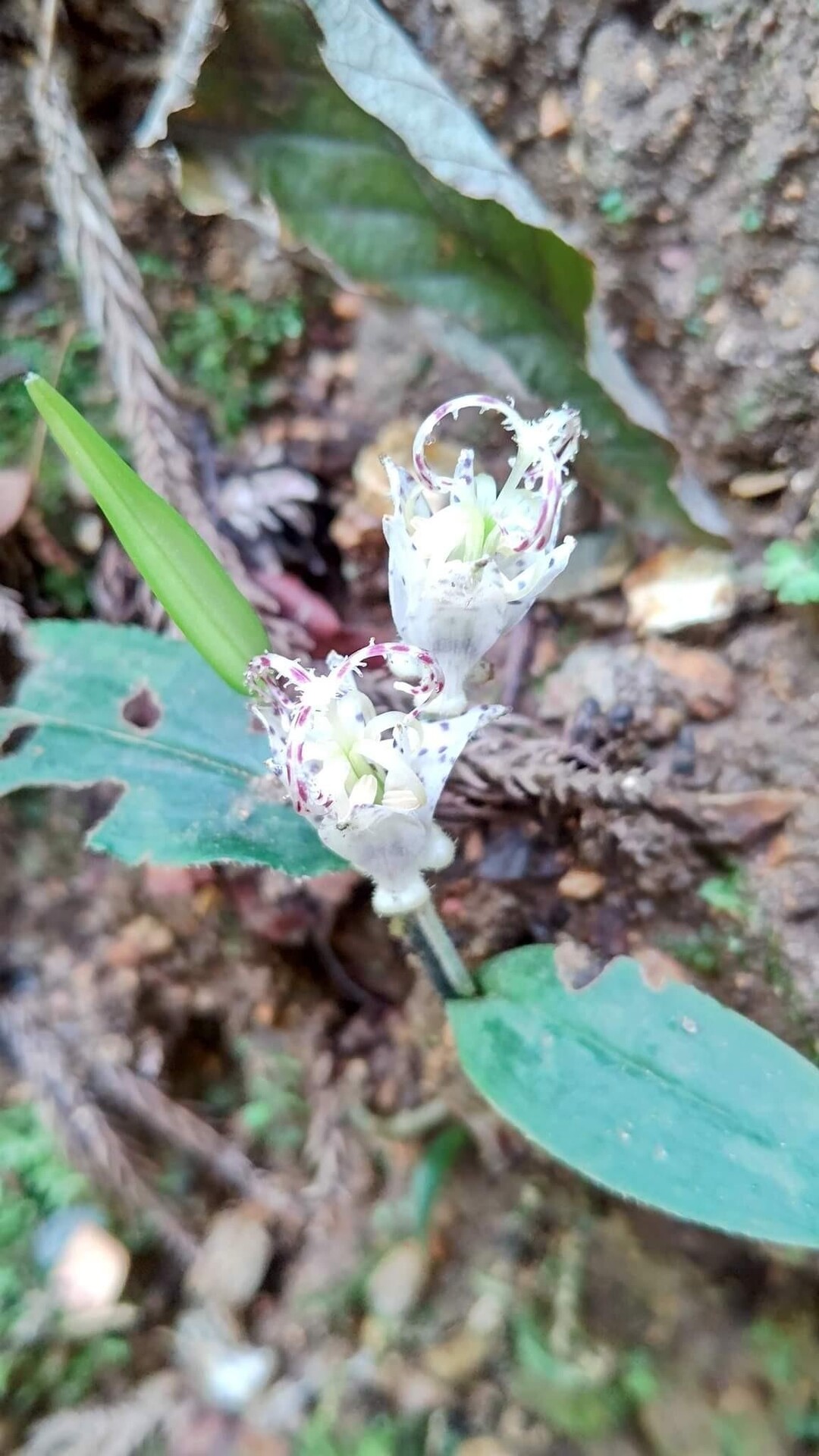 🎵 杜鵑草枯らす秋風山下る 悟空220... / kyoyamaさんのモーメント | YAMAP / ヤマップ