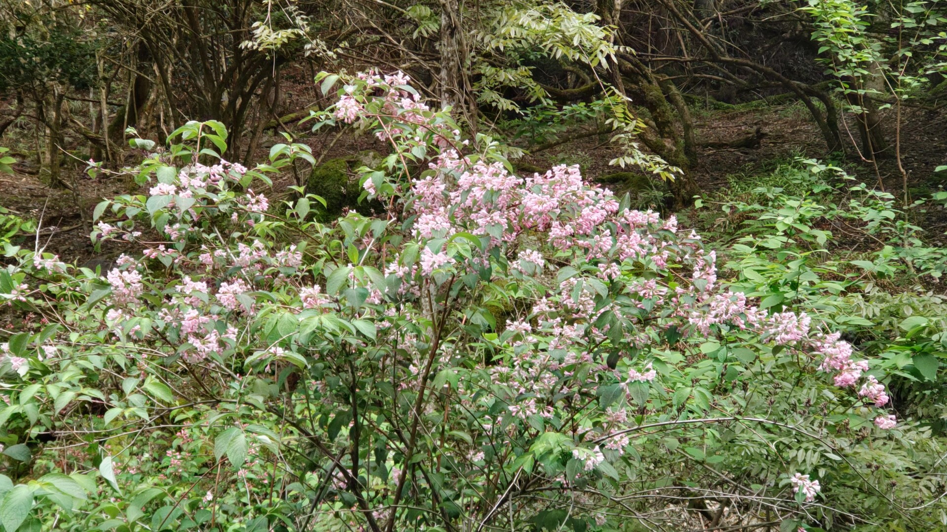 多田ヶ岳 / ss43mさんの多田ヶ岳の活動データ | YAMAP / ヤマップ