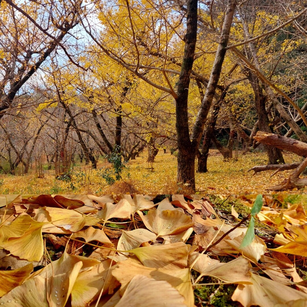 銀杏畑⇒🟨の絨毯は🍂 / chizuさんの明星山・白金山の活動データ | YAMAP / ヤマップ