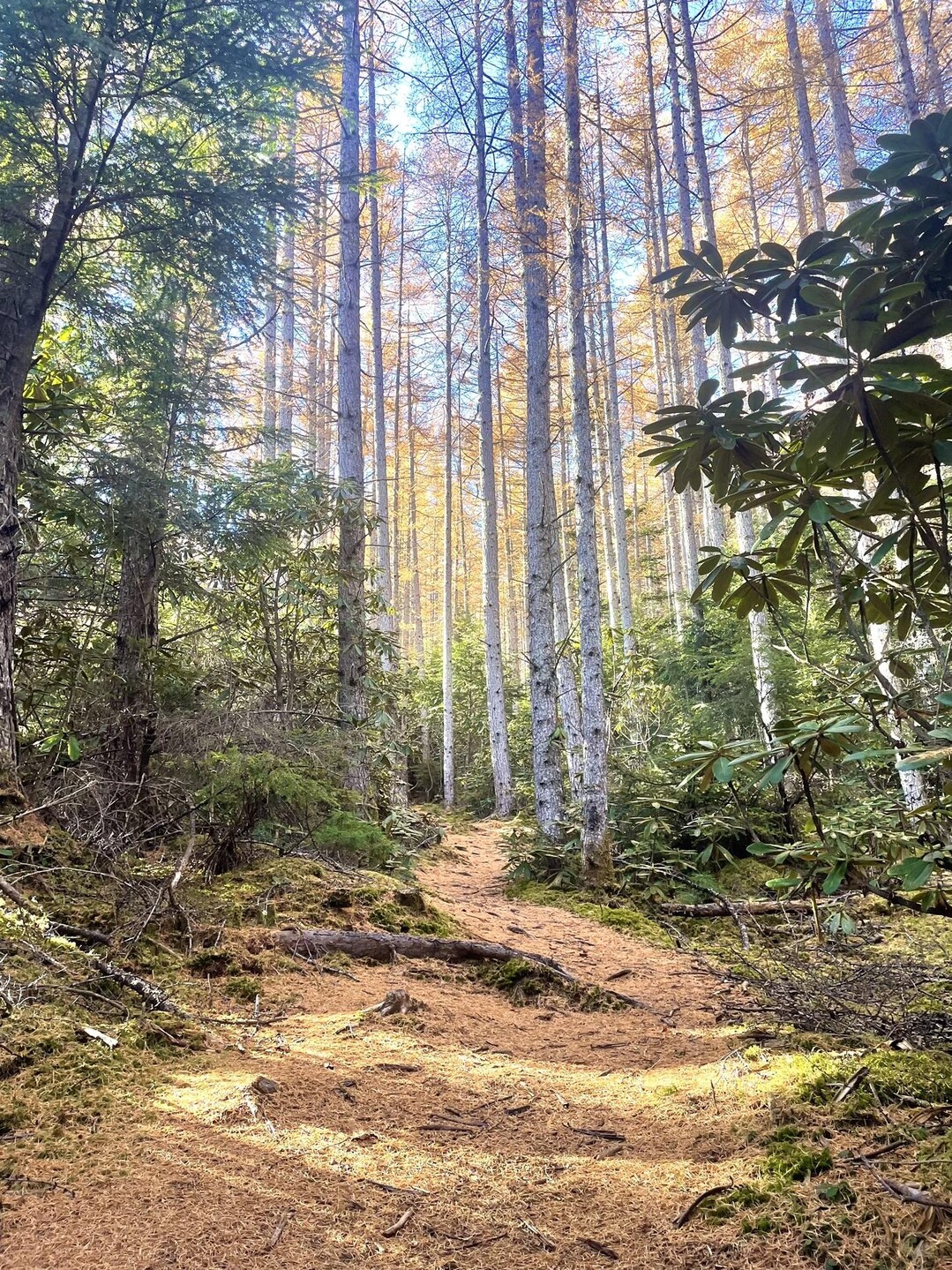 【金峰山】登山97回目 / tahtaさんの瑞牆山・金峰山の活動日記 | YAMAP / ヤマップ