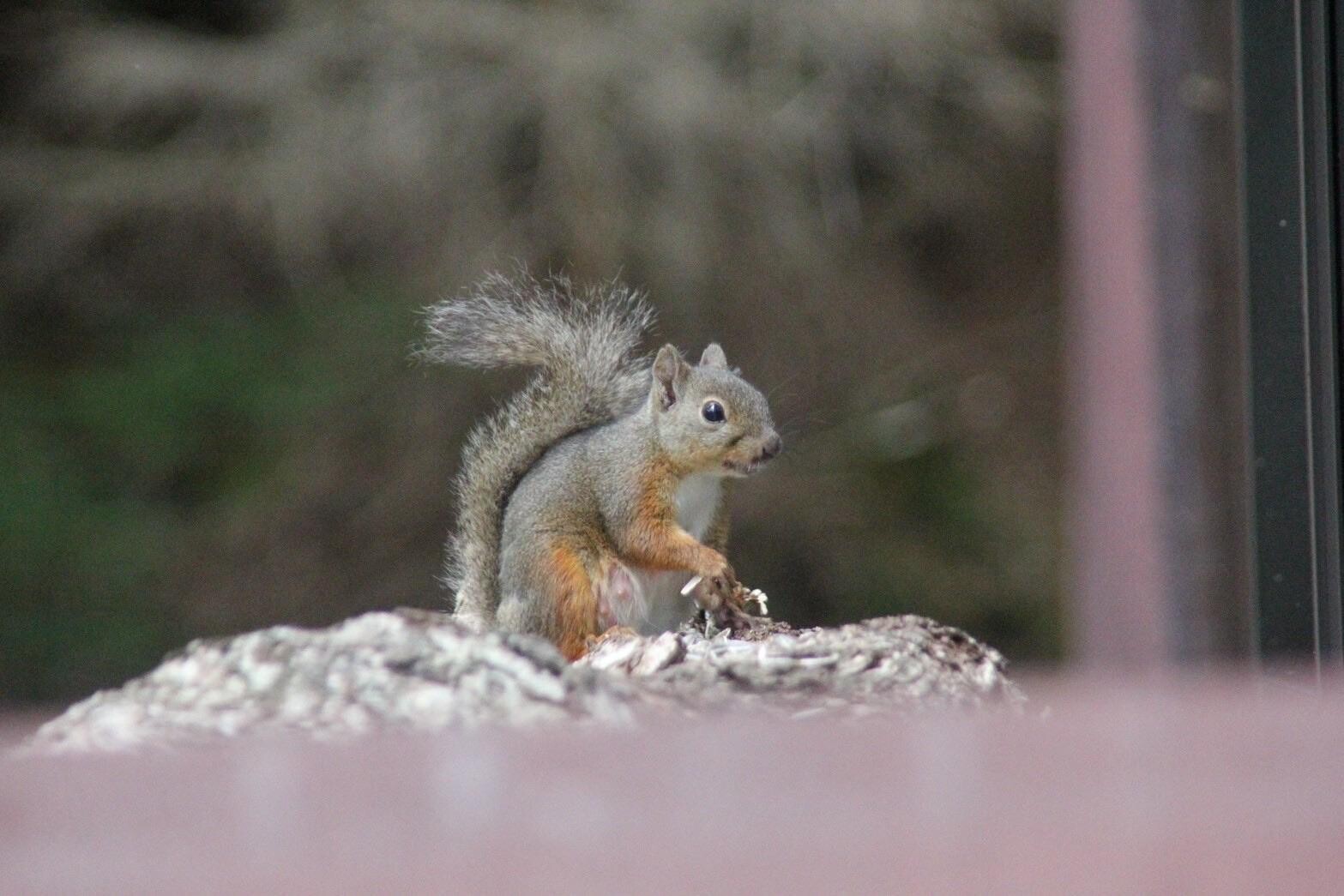 リスさんに会いにしらびそ小屋へ〜八ヶ岳（赤岳・硫黄岳・天狗岳）-2024-08-03 / uruさんの八ヶ岳（赤岳・硫黄岳・天狗岳）の活動データ | YAMAP / ヤマップ