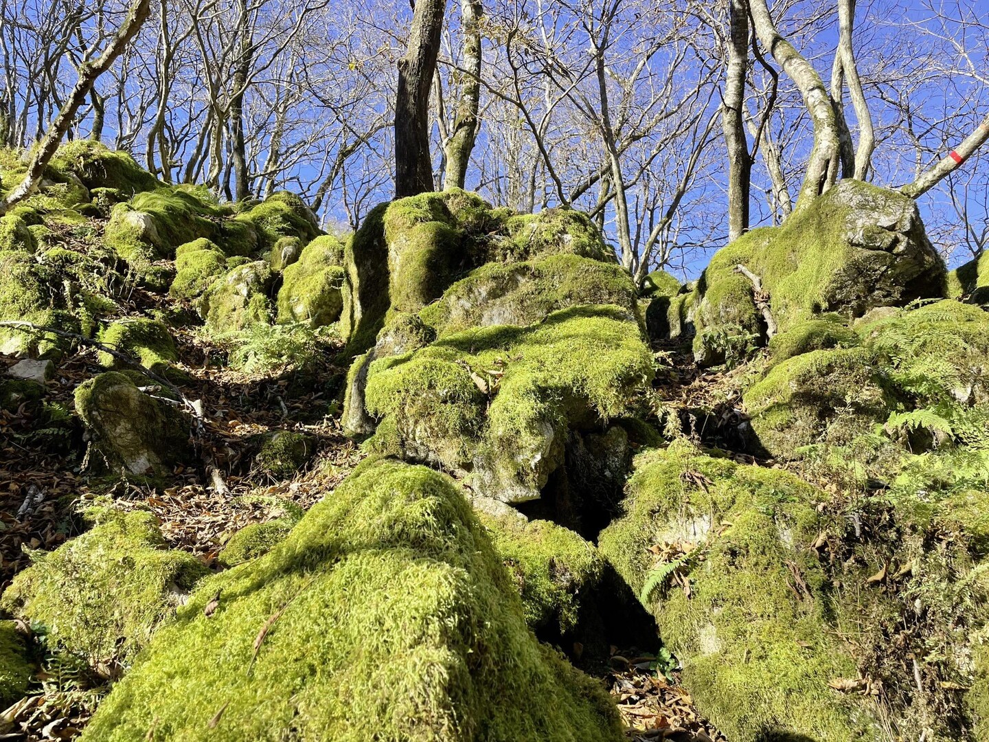 御池岳 苔凍てる / watsonさんの藤原岳・御池岳の活動データ | YAMAP / ヤマップ