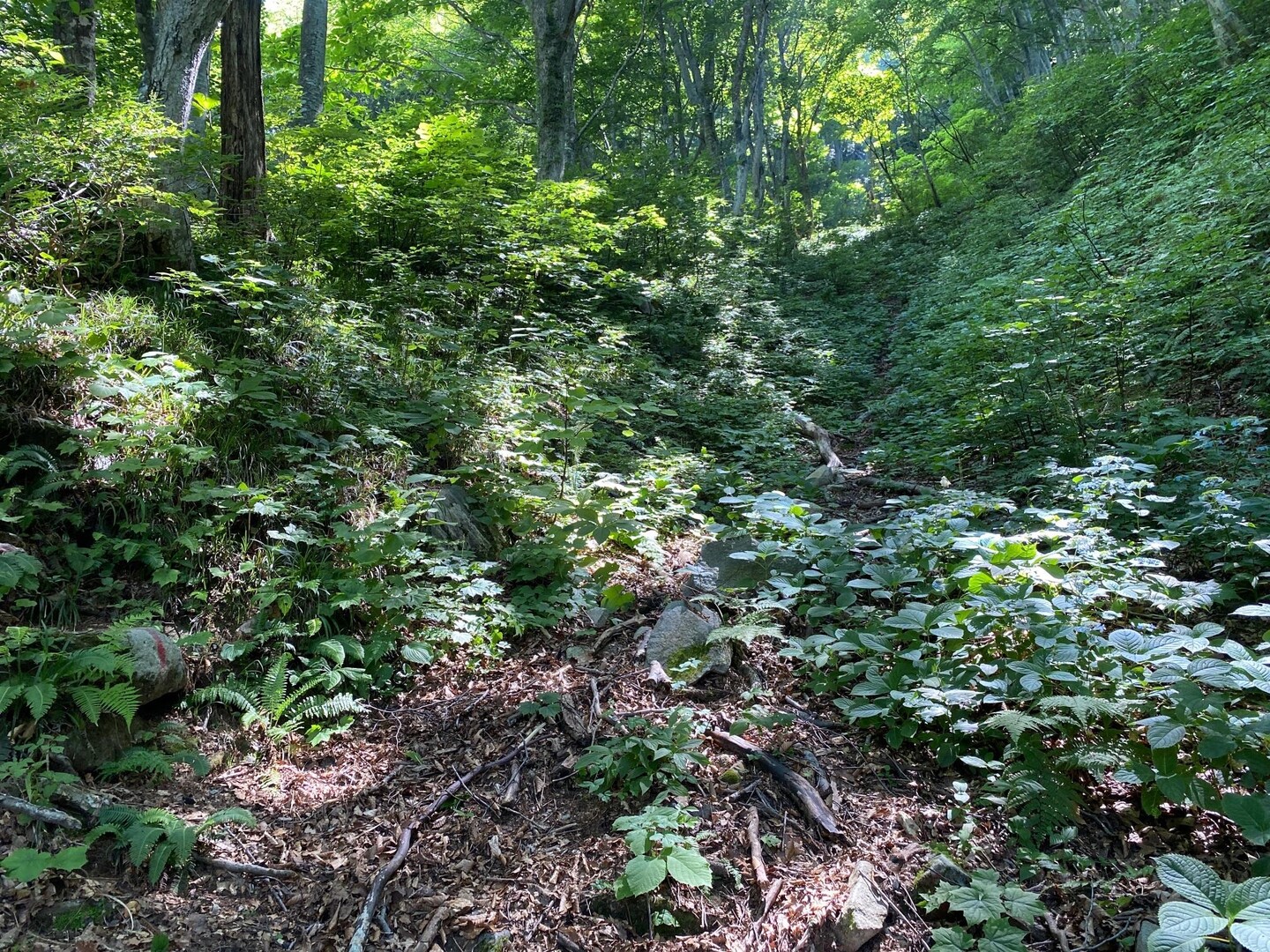 Patさんの投稿したフィールドメモ | YAMAP / ヤマップ