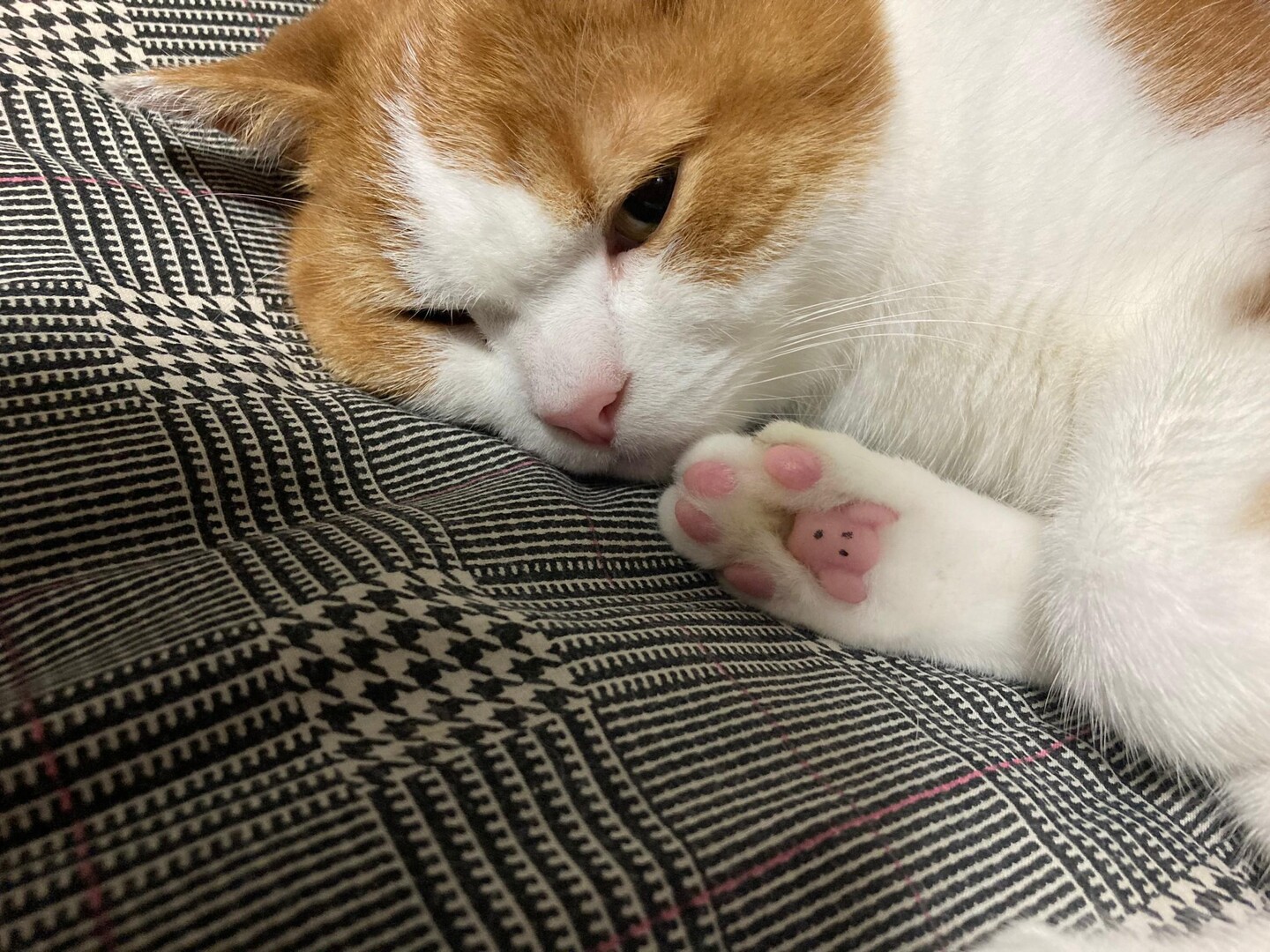 レオの足の裏 (*≧з≦)(笑)w / N-CMPさんのモーメント | YAMAP / ヤマップ