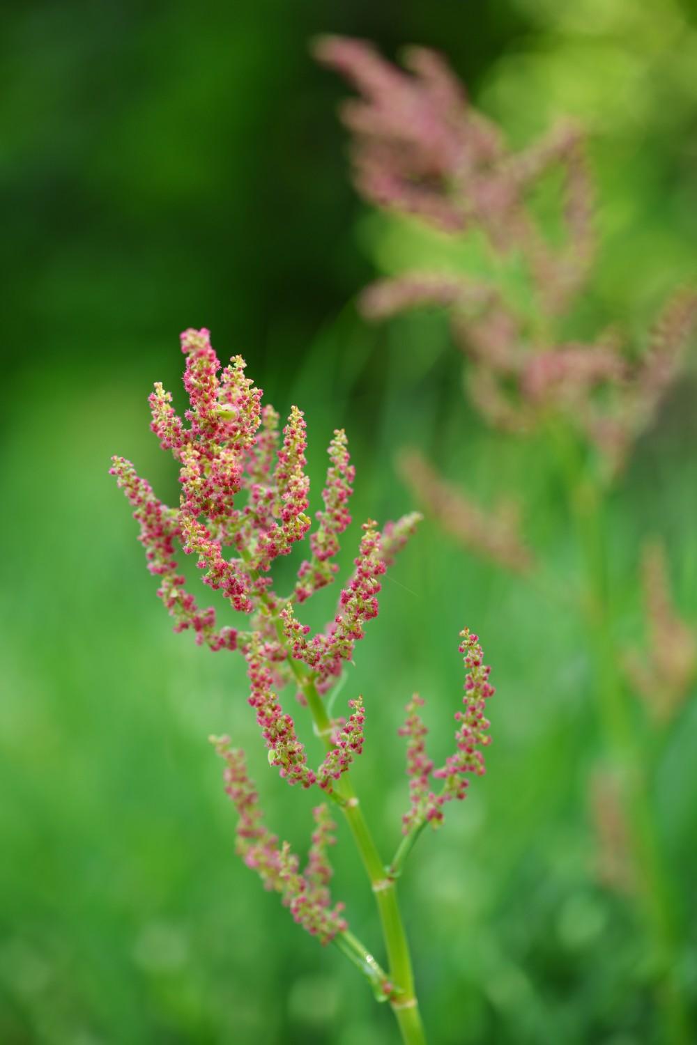 五月になり 浜辺に咲く花を撮影しました。... / Windyさんのモーメント | YAMAP / ヤマップ