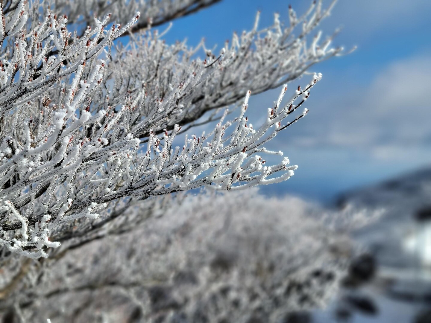 樹氷 ️がステキな御在所岳🥶と鎌ヶ岳 / meguさんの御在所岳（御在所山）・雨乞岳の活動データ | YAMAP / ヤマップ