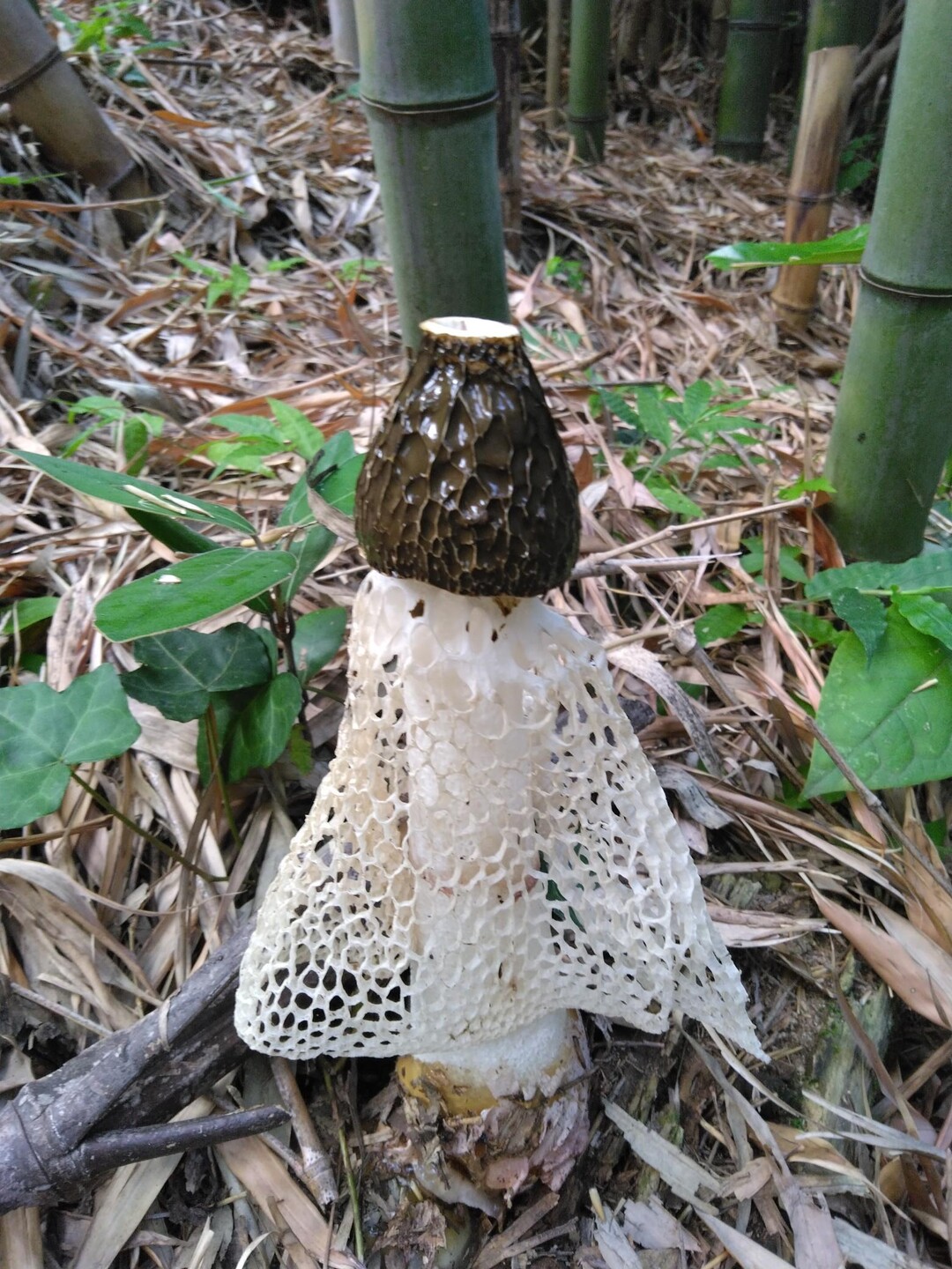 21日金曜日…10時頃 またまた…朝日山... / hamukoさんのモーメント | YAMAP / ヤマップ