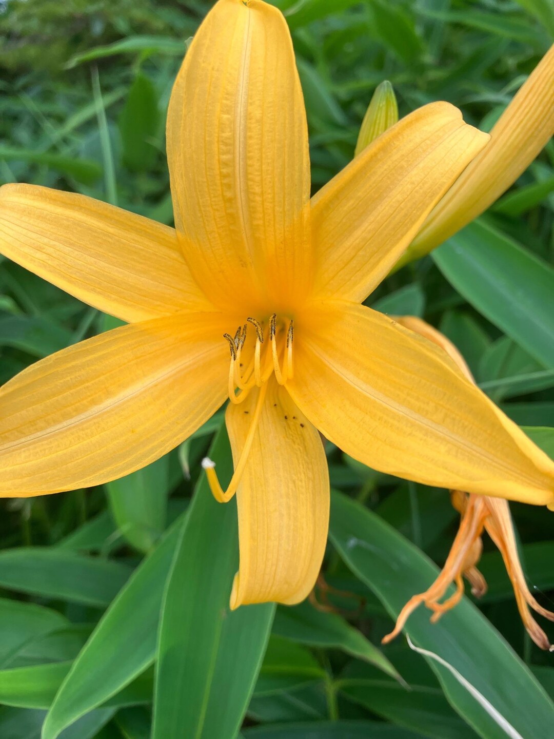 霧降高原キスゲ平園地 / tsutomuさんの男体山の活動データ | YAMAP / ヤマップ
