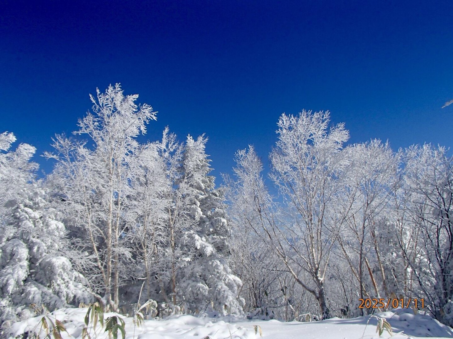 300：No DOMO ,It's My STYLE . 樹氷霧氷 / pc40jackさんの恵那山・大判山・神坂山の活動データ | YAMAP / ヤマップ