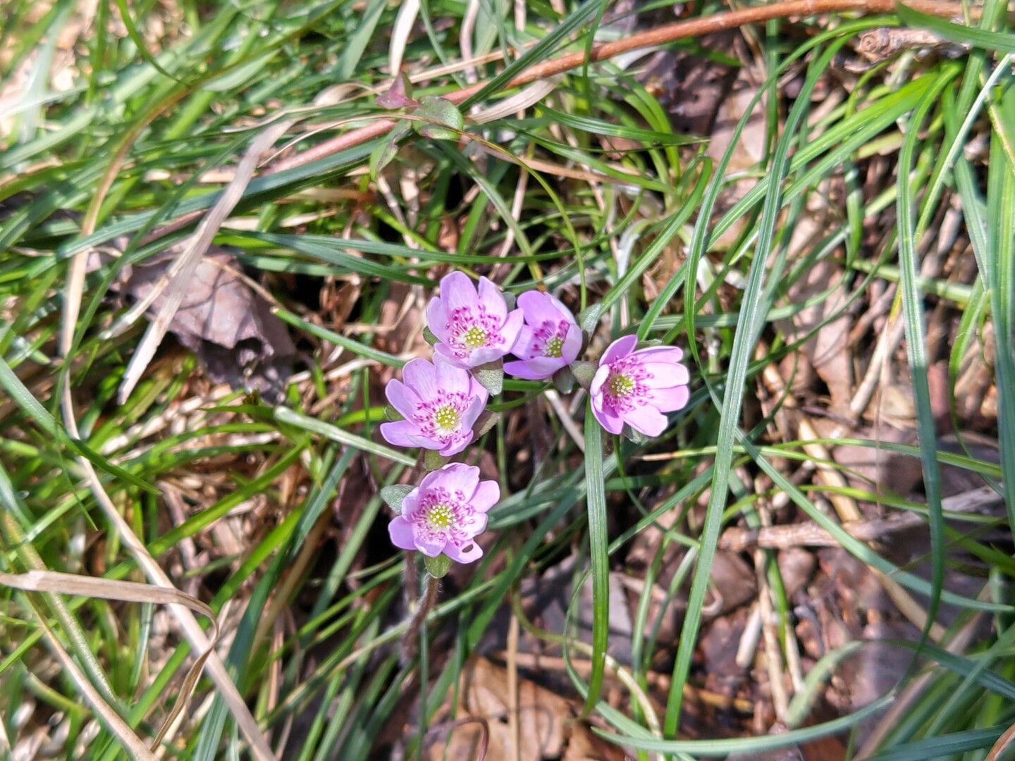 鋸山・三ノ峠山・八方台-2024-03-07 / ikkoさんの鋸山・三ノ峠山・八方台の活動データ | YAMAP / ヤマップ
