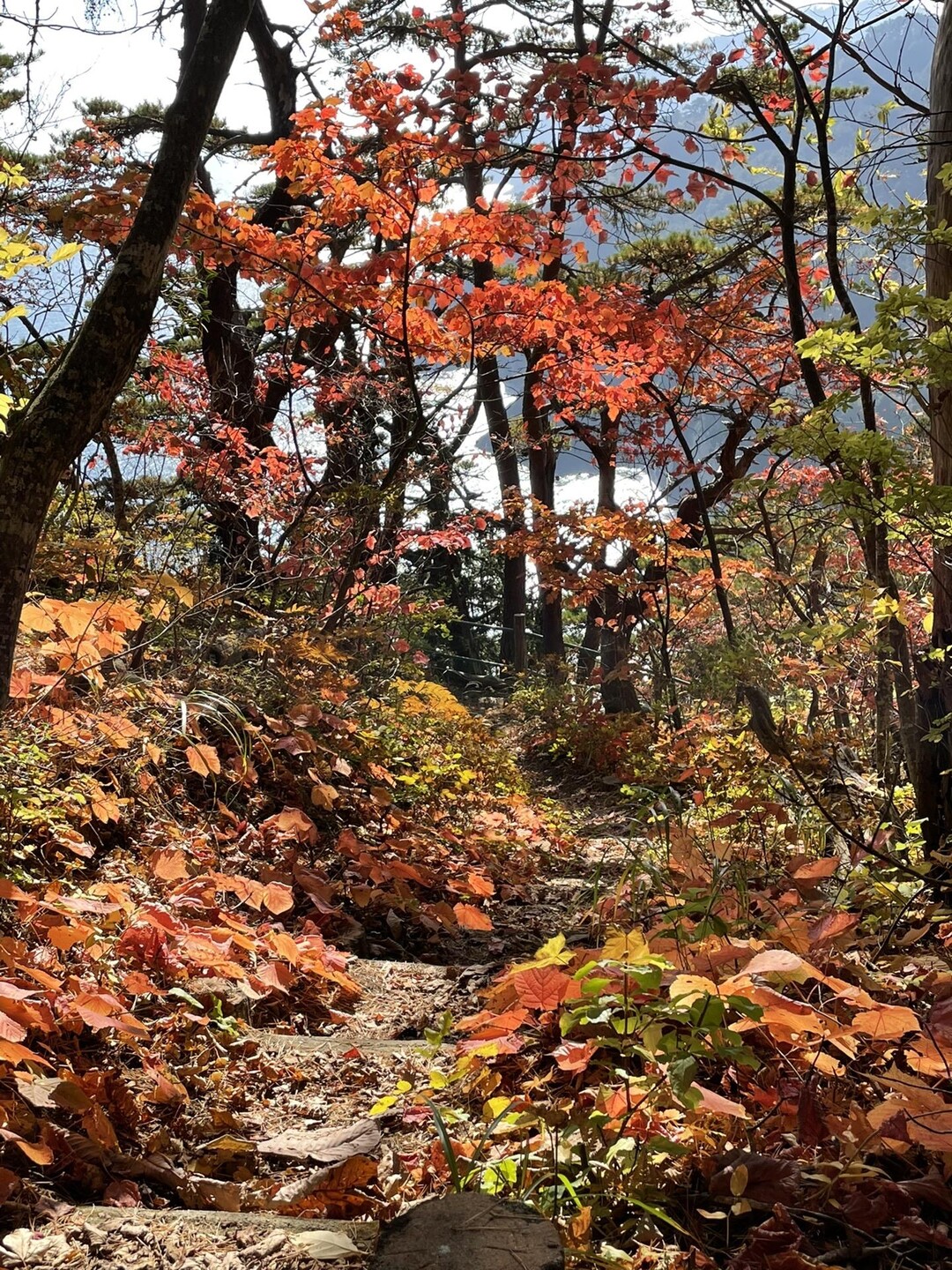 霞露ヶ岳 / Ku-2さんの霞露ヶ岳・船越半島の活動日記 | YAMAP / ヤマップ