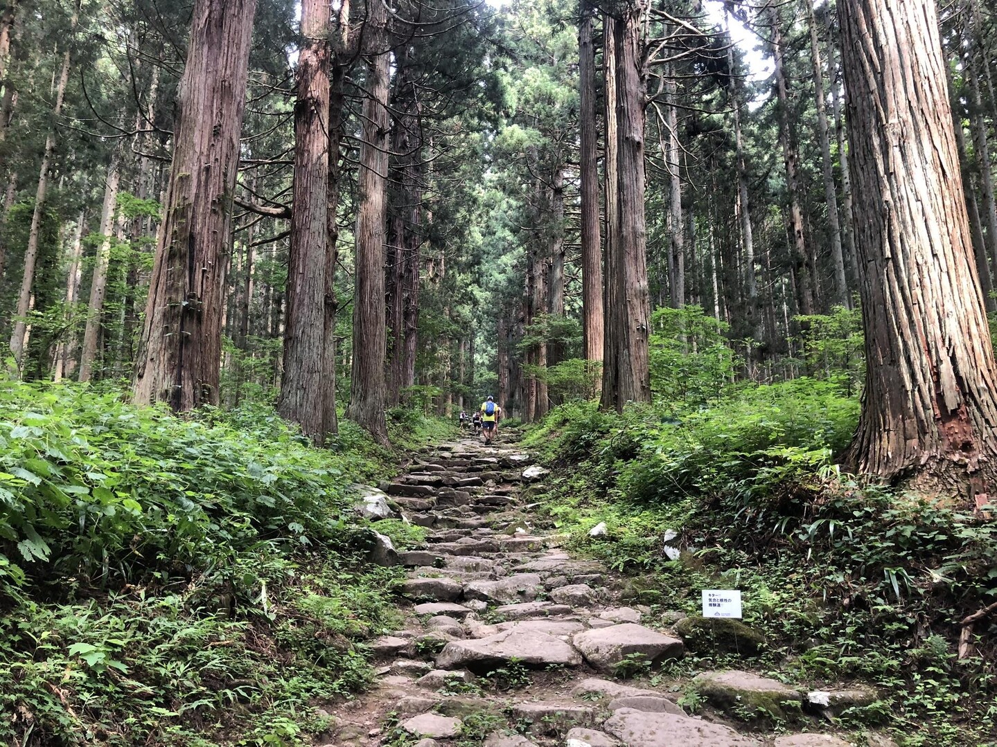 野沢トレイルFES 2023-08-05 / SamuSamuさんの毛無山の活動日記 | YAMAP / ヤマップ