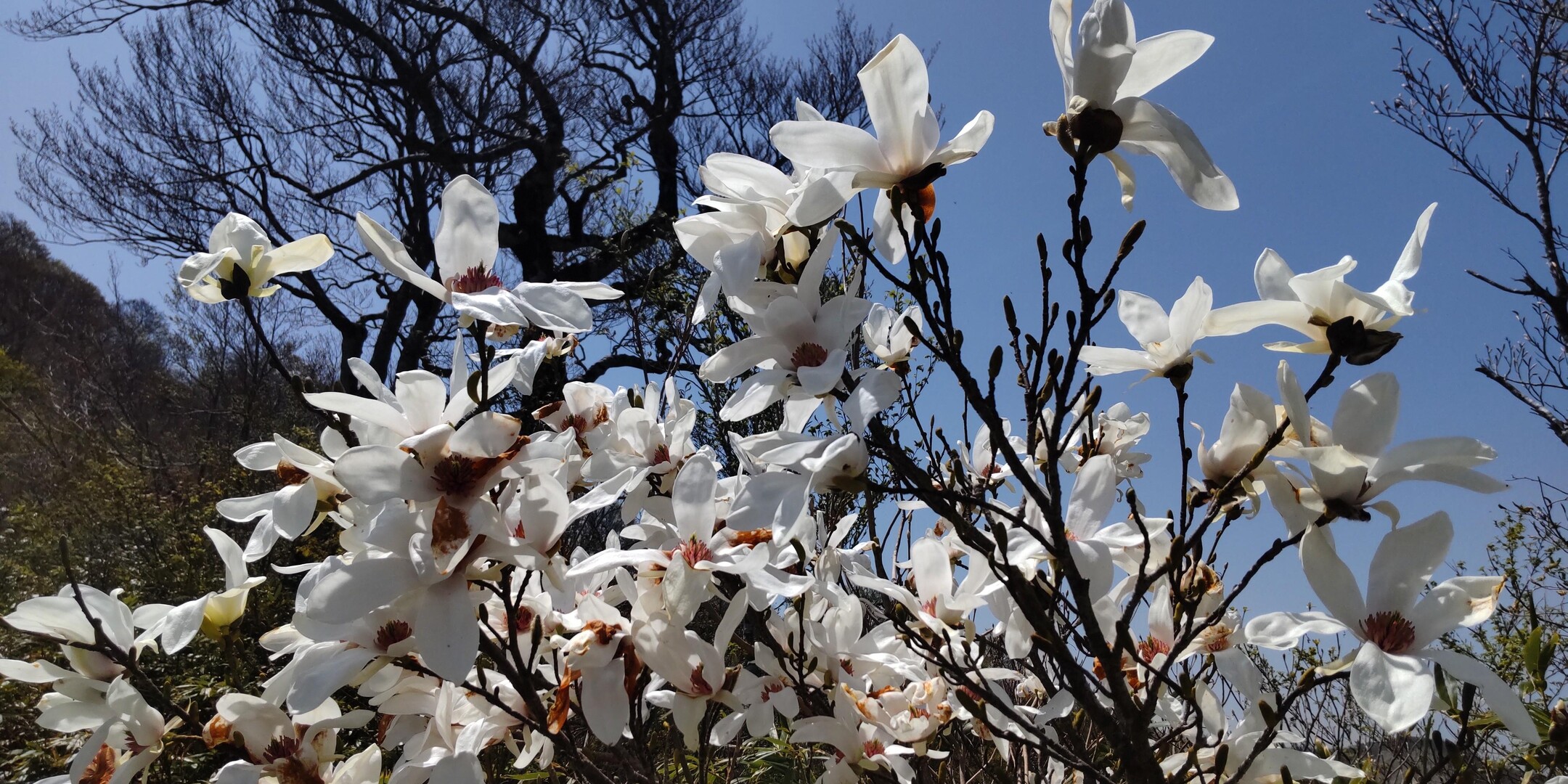 金剛堂山 / qoo さんの金剛堂山の活動データ | YAMAP / ヤマップ