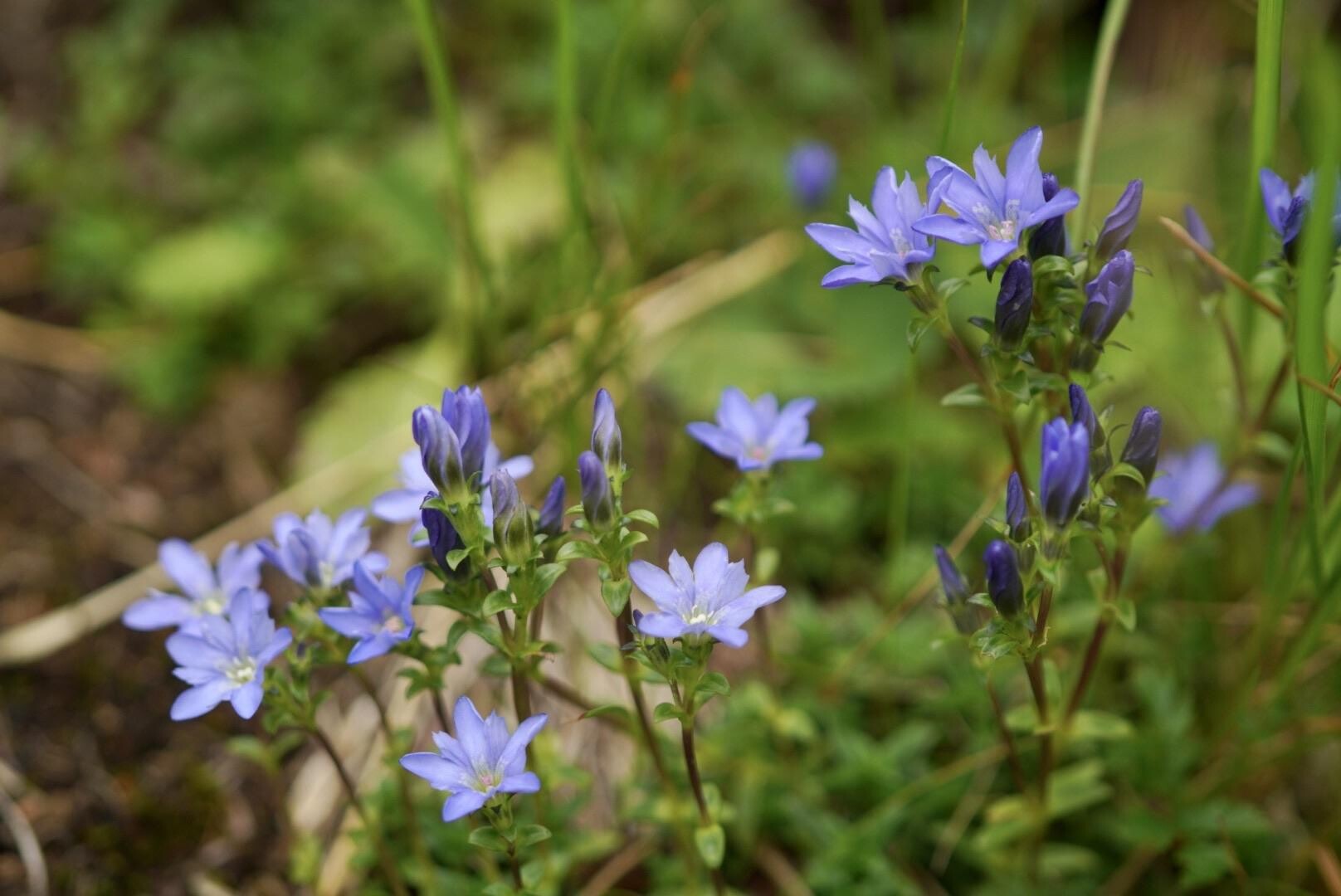 月山 / ma-sa-kiさんの月山の活動データ | YAMAP / ヤマップ
