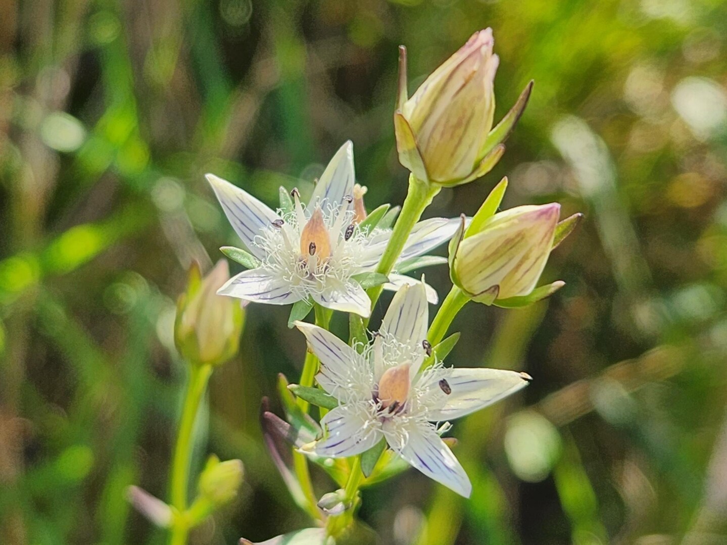 みたけの森 / satomi29さんの中山道（細久手宿・御嵩宿）の活動データ | YAMAP / ヤマップ