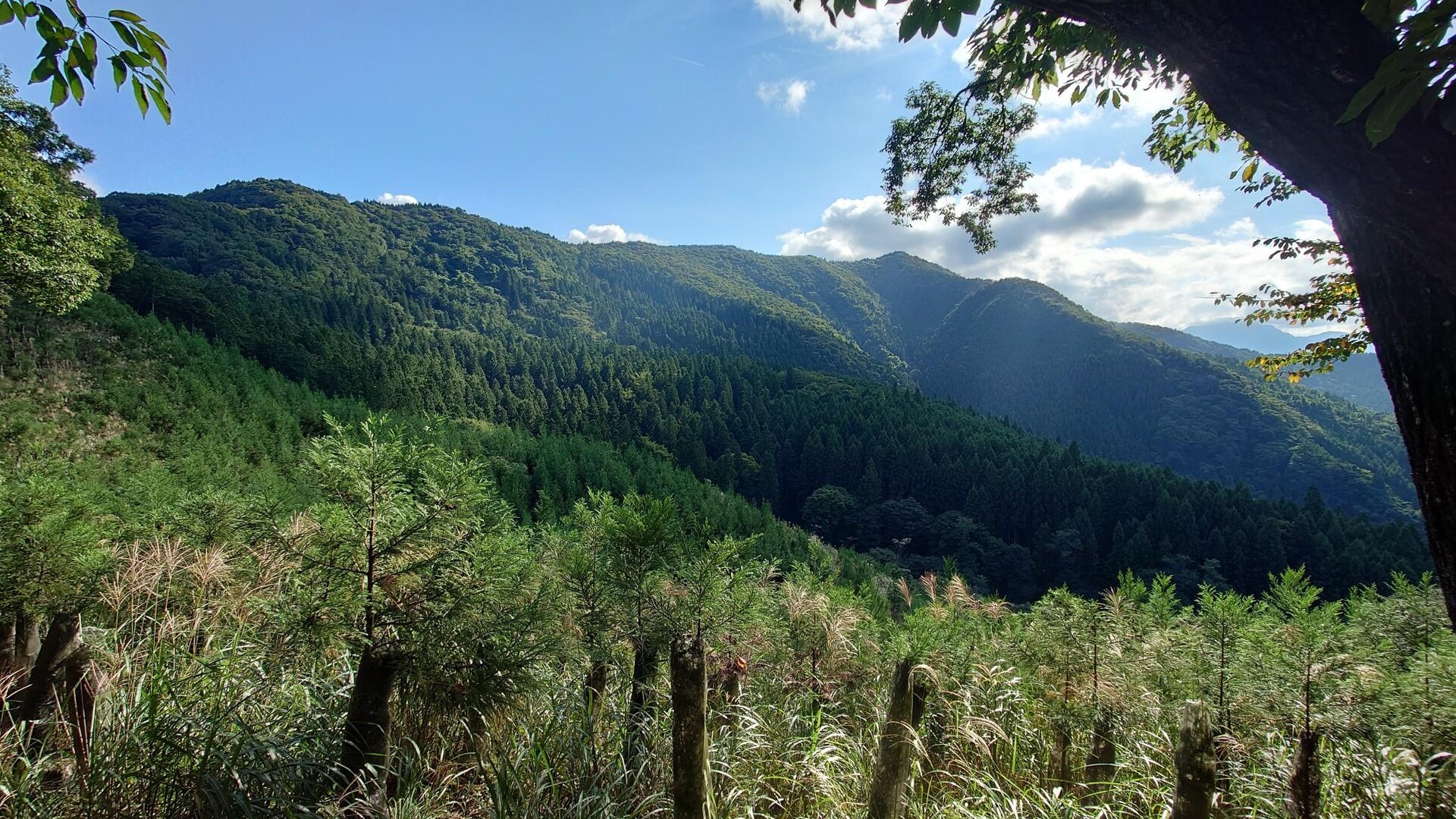 天狗山 / tutuさんの御荷鉾山・オドケ山・桐ノ城山の活動データ | YAMAP / ヤマップ