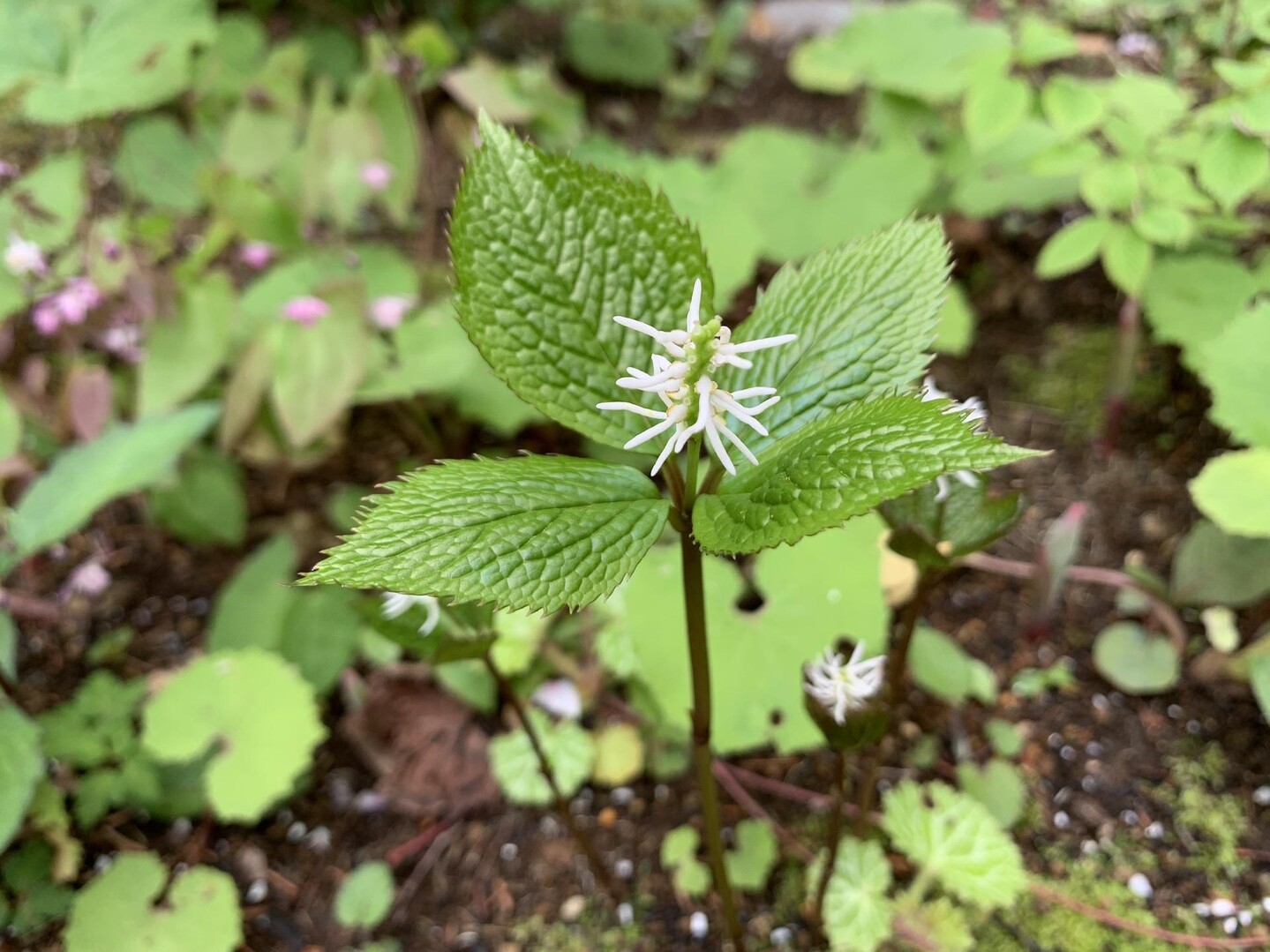 昼さんぽ🐾 ARK GARDENフォー... / soyさんのモーメント | YAMAP / ヤマップ