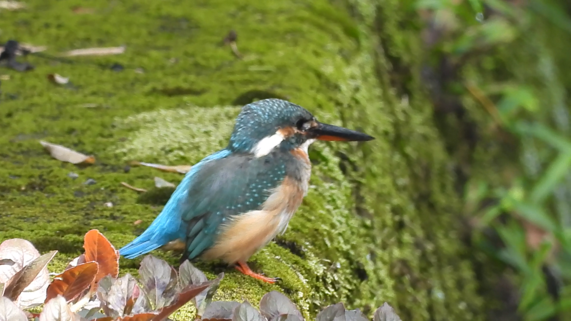 8月11日8：37、カワセミメスを間近で... / 鈴木 暹さんのモーメント | YAMAP / ヤマップ