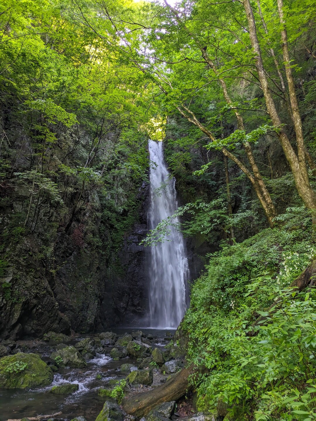 川苔山（川乗山） / Sam&Azuさんの川苔山（川乗山）の活動データ | YAMAP / ヤマップ