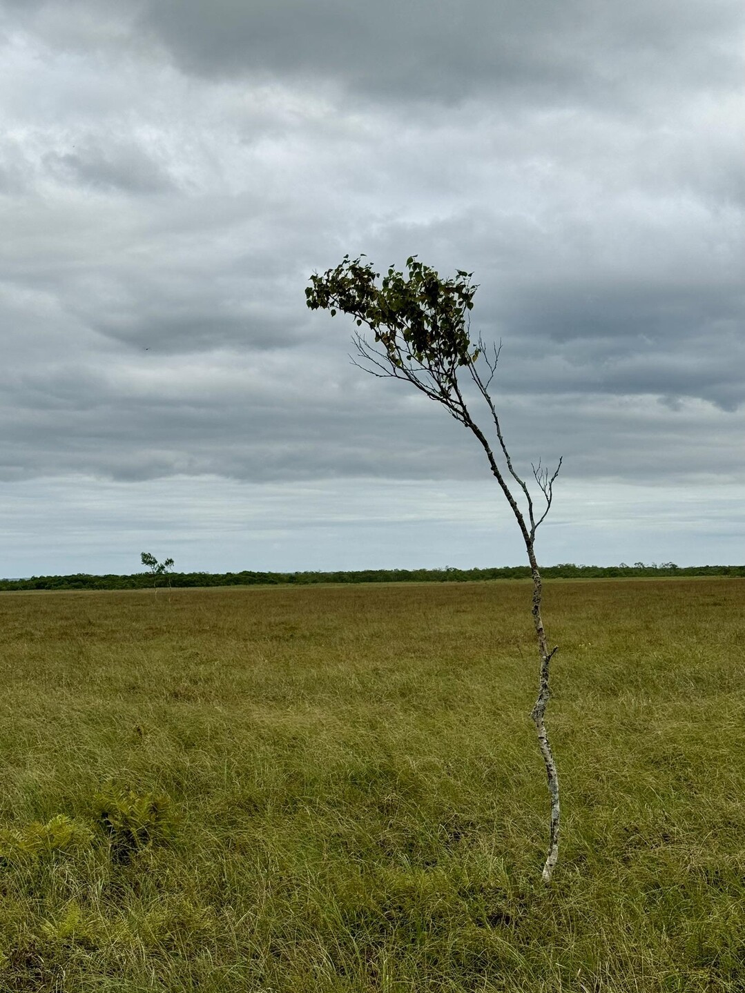 温根内木道-2024-08-25 / rucola_hakkoさんのウォーキングの活動データ | YAMAP / ヤマップ