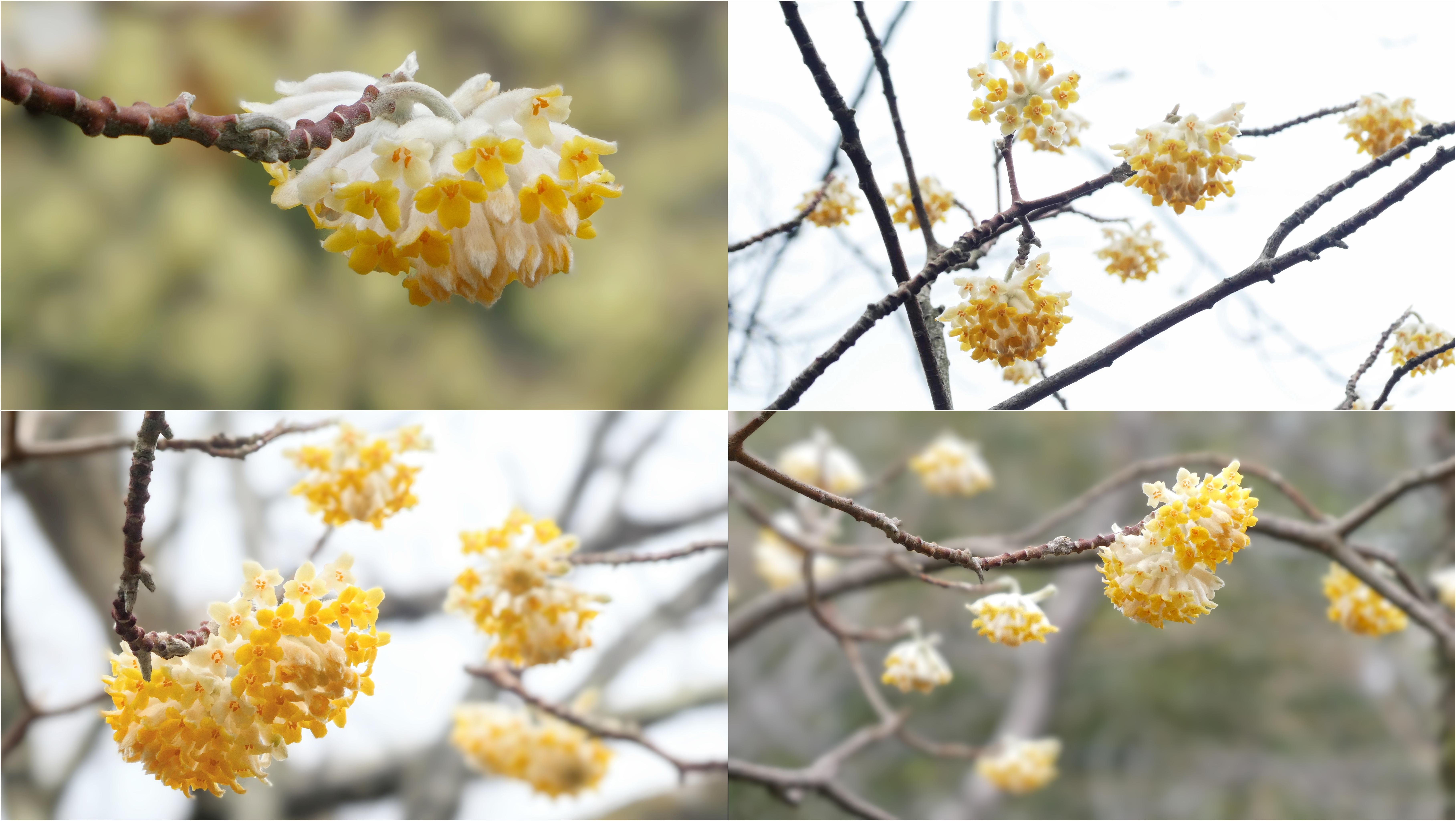20250406 2nd 山本坊庭園 / nnagadamamafiさんの遊佐町の活動データ | YAMAP / ヤマップ