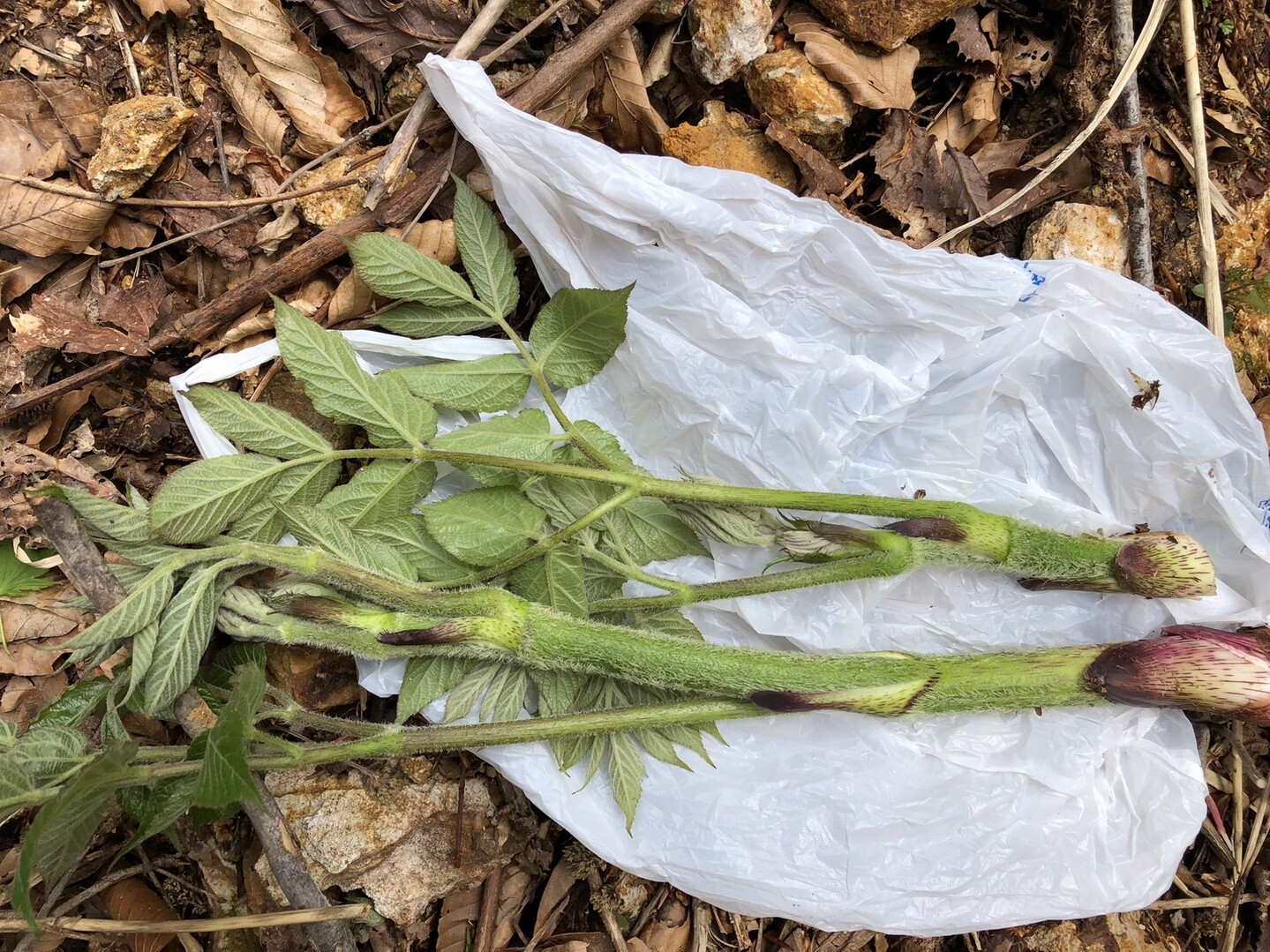 山菜の王様🫅＆ブナの森の妖精🧚に会え... / Walkin' Bluesさんのモーメント | YAMAP / ヤマップ