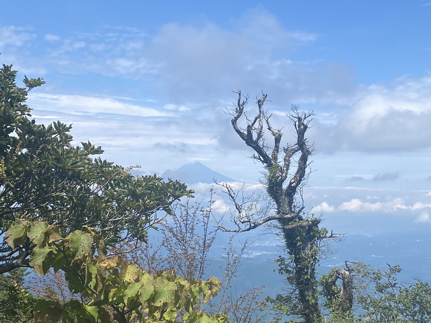天城山（万二郎、万三郎岳） / tuneQさんの天城山の活動データ | YAMAP / ヤマップ