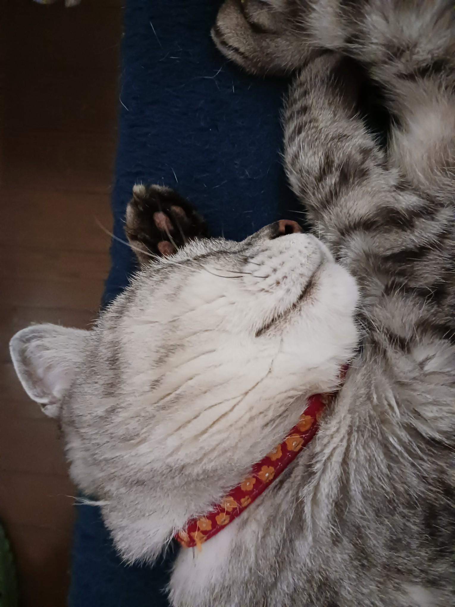 うちの寝子👴😺。 「寝るのも体力必要... / hiroさんのモーメント | YAMAP / ヤマップ