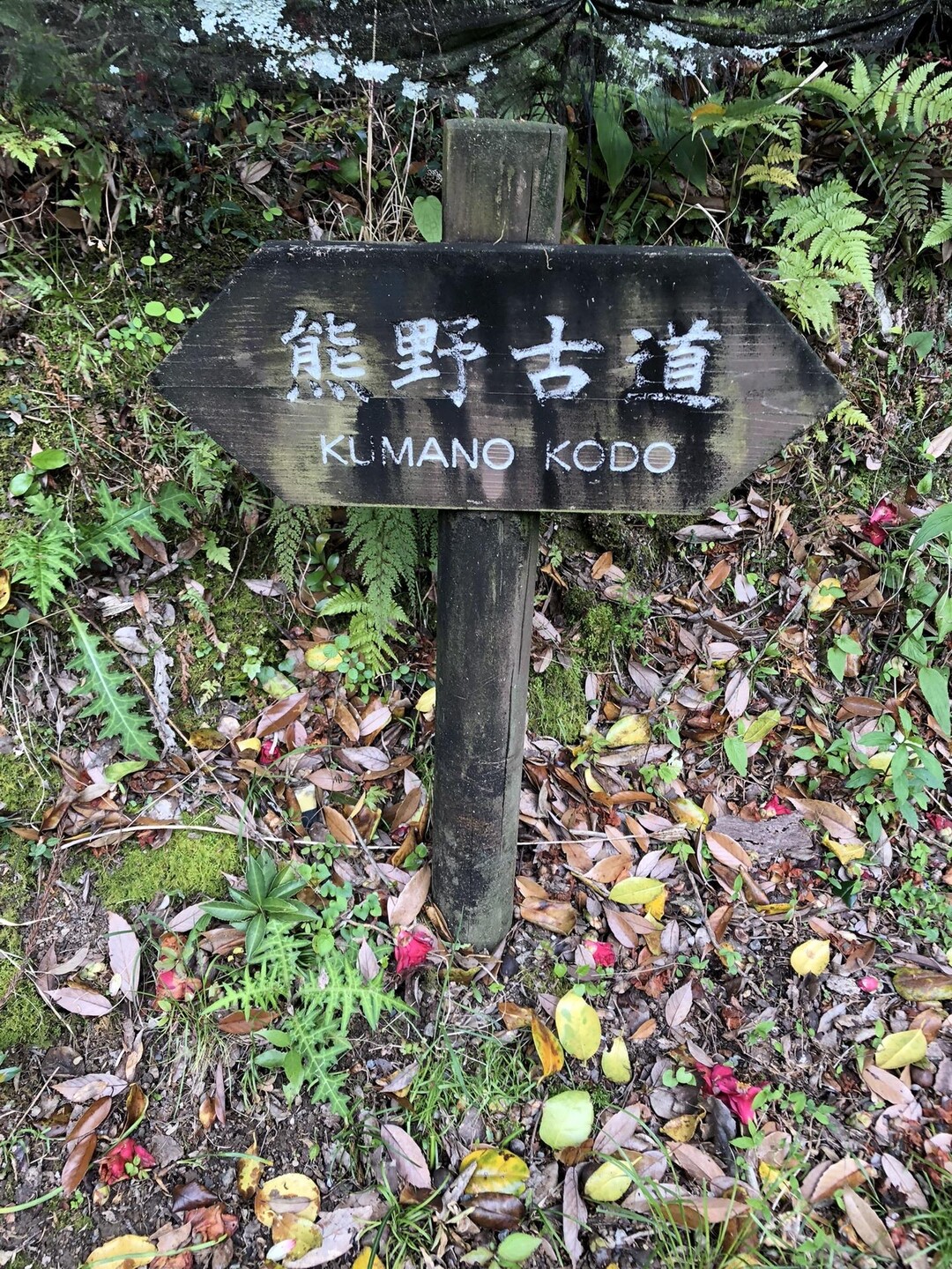 2日目は熊野古道 中辺路をちょっぴり歩き🚶👟 / kyoroさんの熊野古道 中辺路②（新宮駅〜熊野本宮大社）の活動データ | YAMAP / ヤマップ