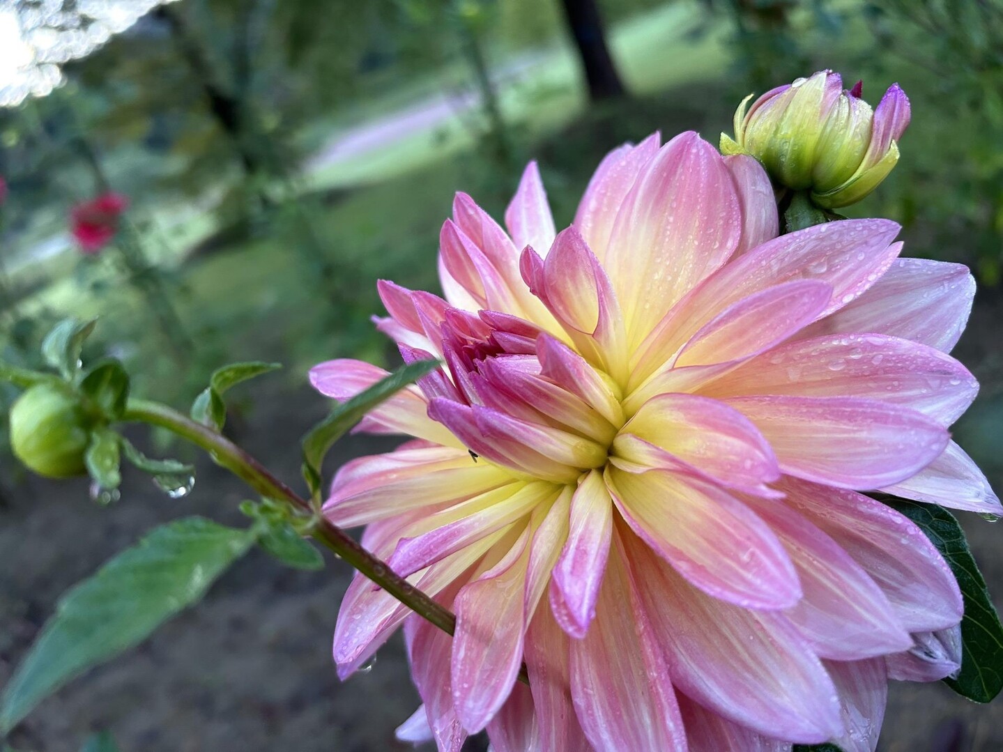 お花便りR5-33 昨日は、中秋の名月。... / kaizaさんのモーメント | YAMAP / ヤマップ