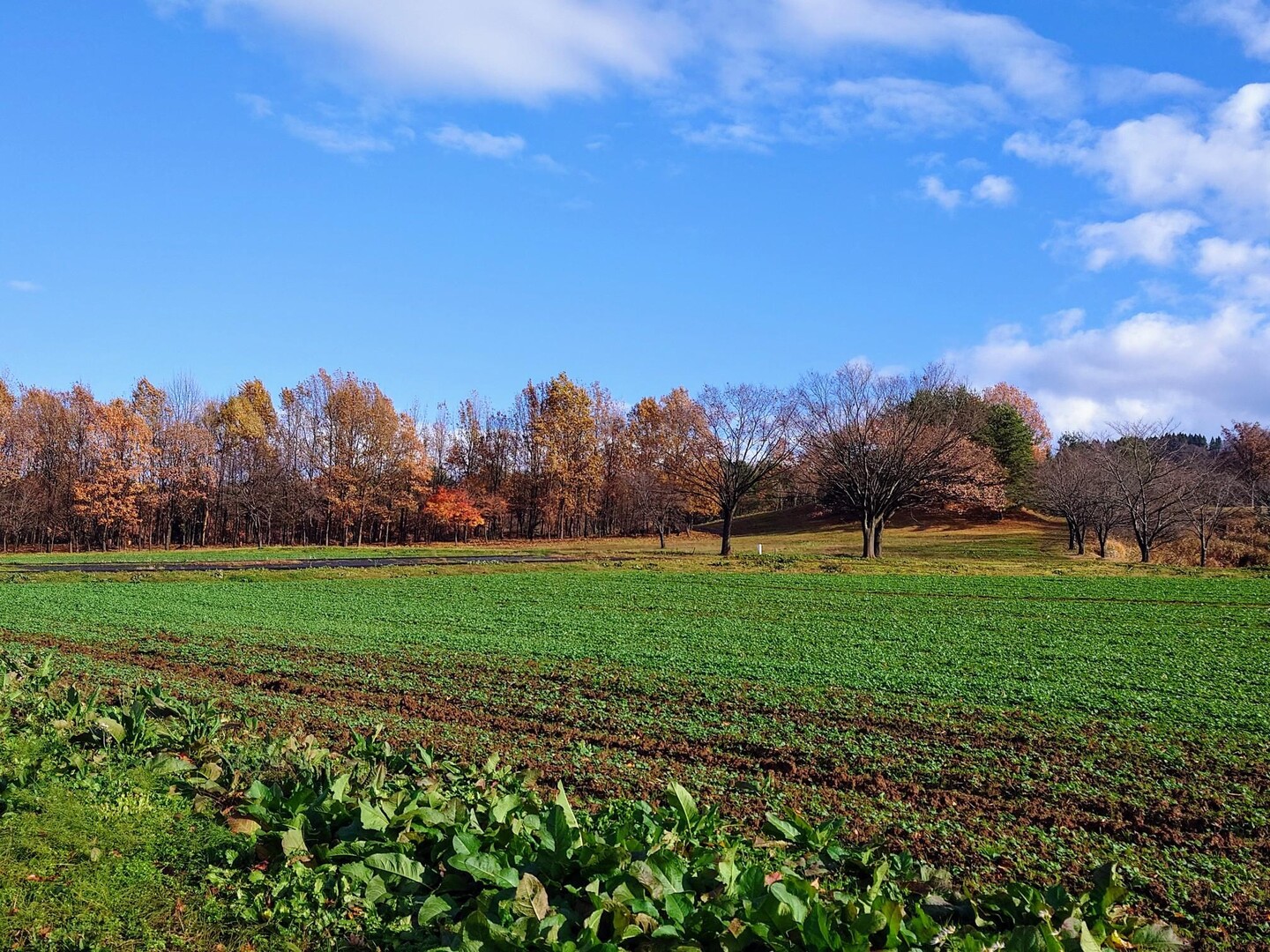 12月の三ノ峠山468.6m / 洋泉さんの鋸山・三ノ峠山・八方台の活動データ | YAMAP / ヤマップ