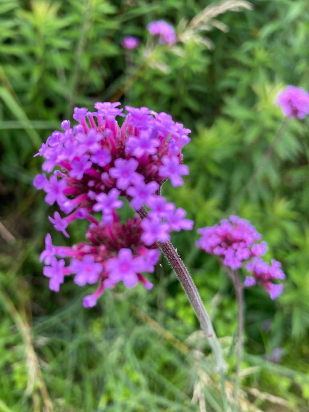 陣山・鳥越山（とりごえやま）眉山（まゆやま） / 3104（YUKAKO）さんの稲積山の活動データ | YAMAP / ヤマップ