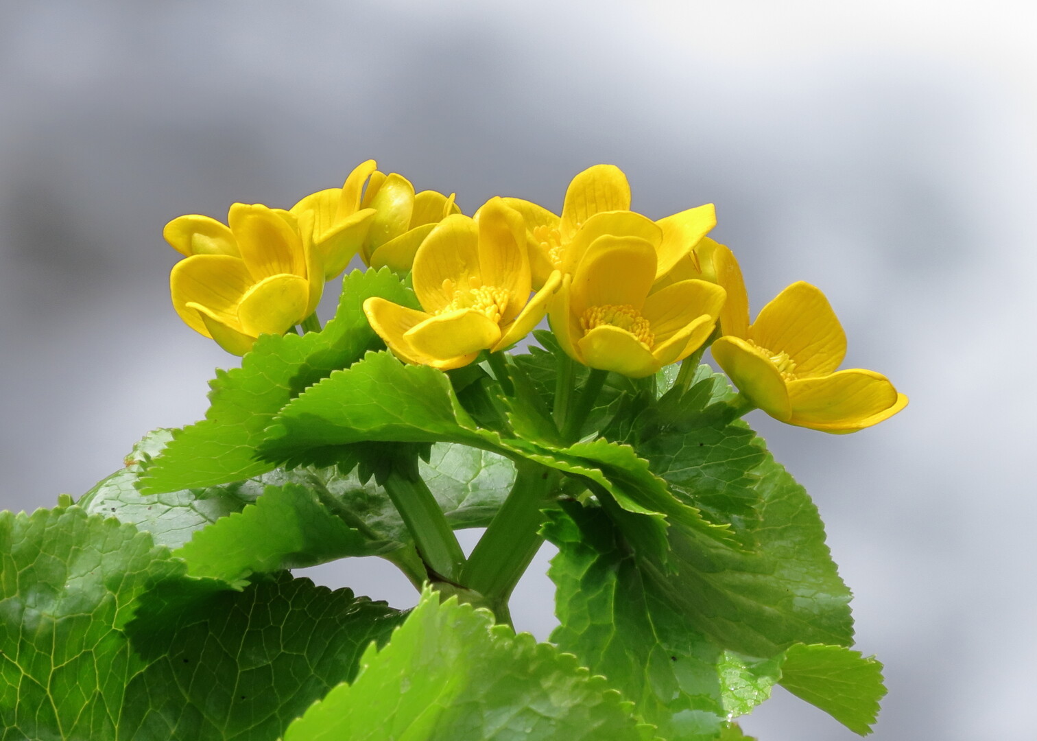 花と残雪の手稲山（平和→北尾根） / chromeさんの札幌市の活動日記 | YAMAP / ヤマップ