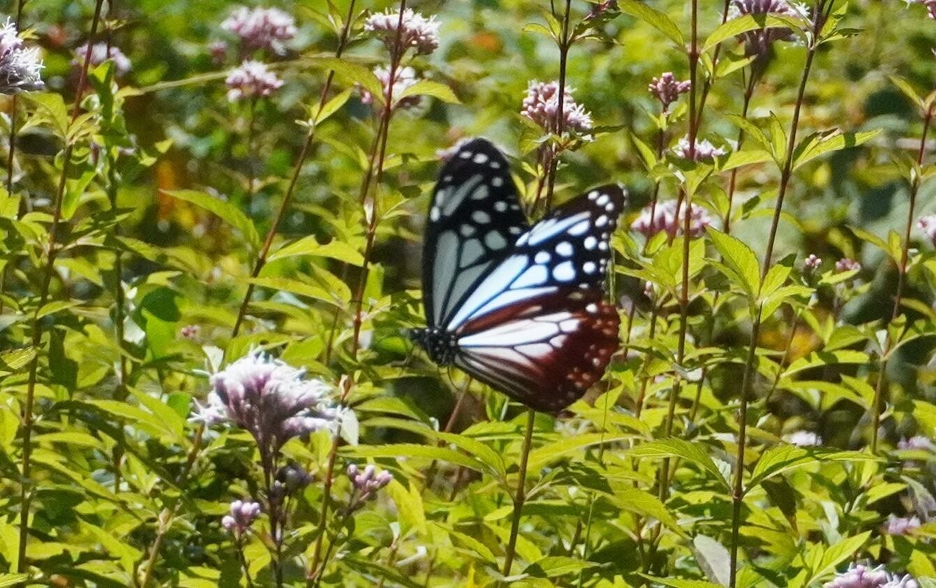 嶽山 朝の山歩 R5-50 / Zatoさんの嶽山・若山・四熊ヶ岳の活動データ | YAMAP / ヤマップ