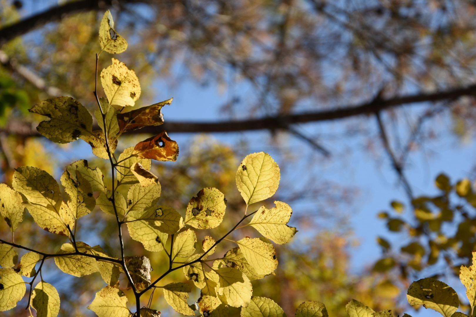 鳩吹山 6回目 ~リハビリ兼ねて~ / miiさんの鳩吹山の活動データ | YAMAP / ヤマップ