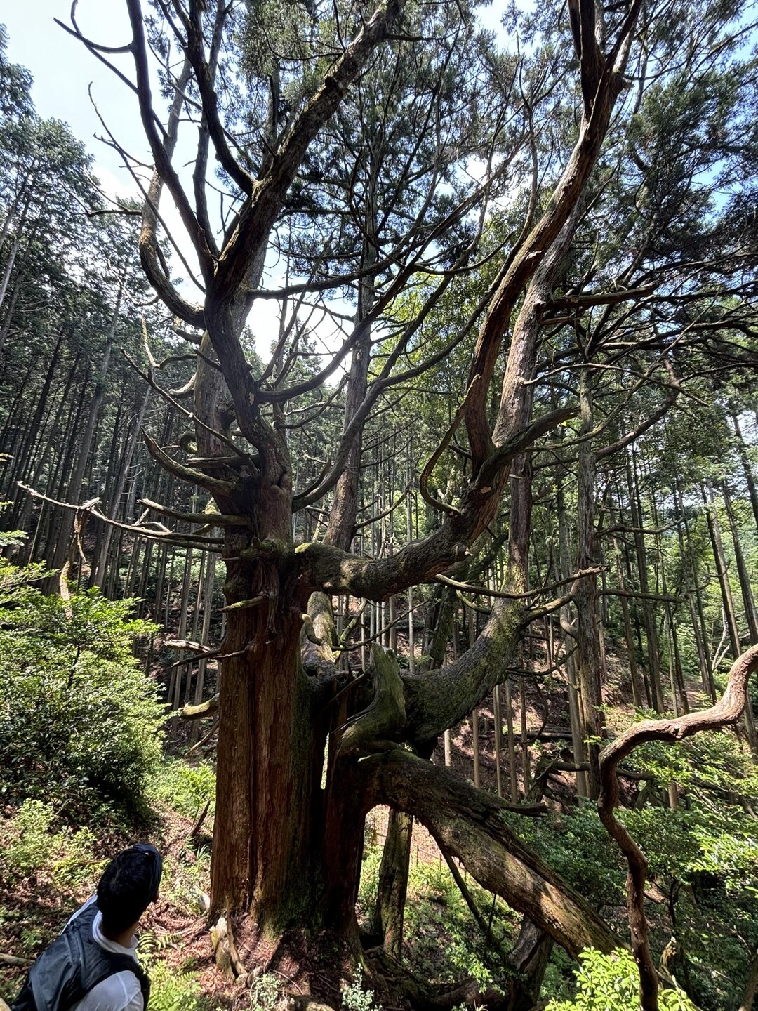 みんなでポンポン山から大沢のスギを愛でに / ミカン de mikanさんのポンポン山・釈迦岳・小塩山・若山の活動日記 | YAMAP / ヤマップ
